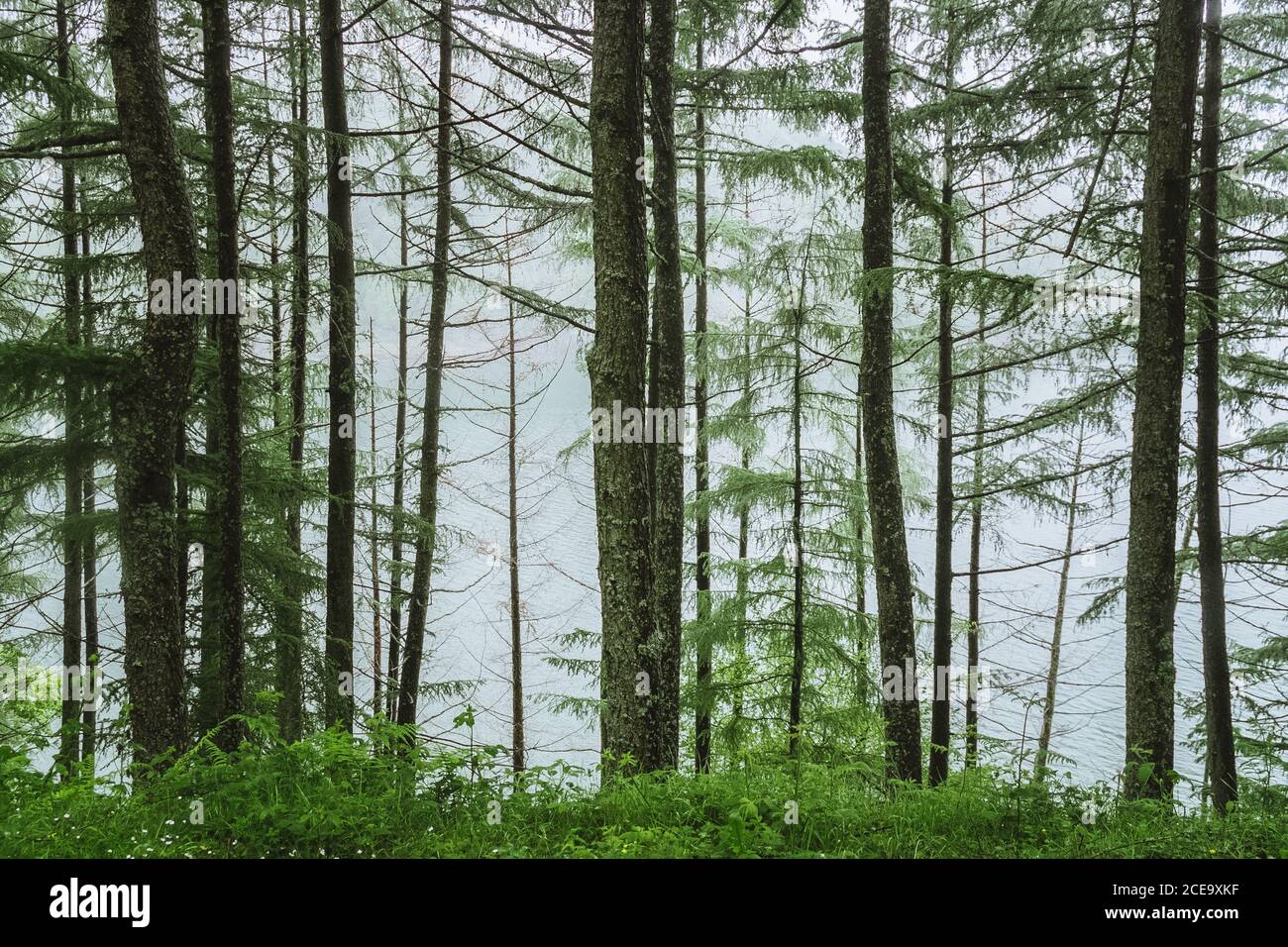 Green forest near water Stock Photo - Alamy