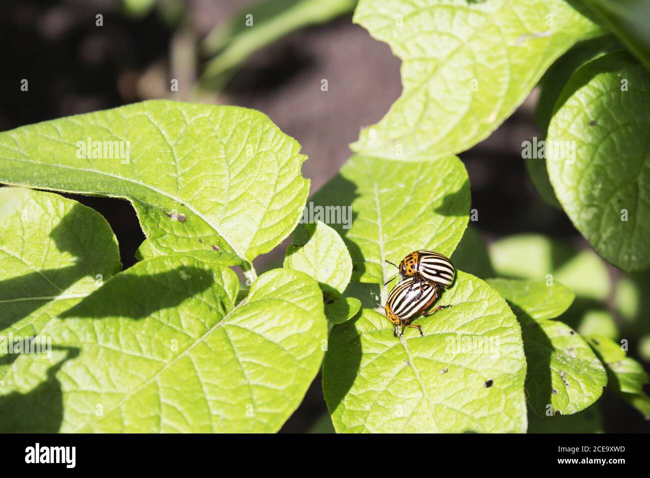 Colorado beetle eats potato leaves hi-res stock photography and images ...