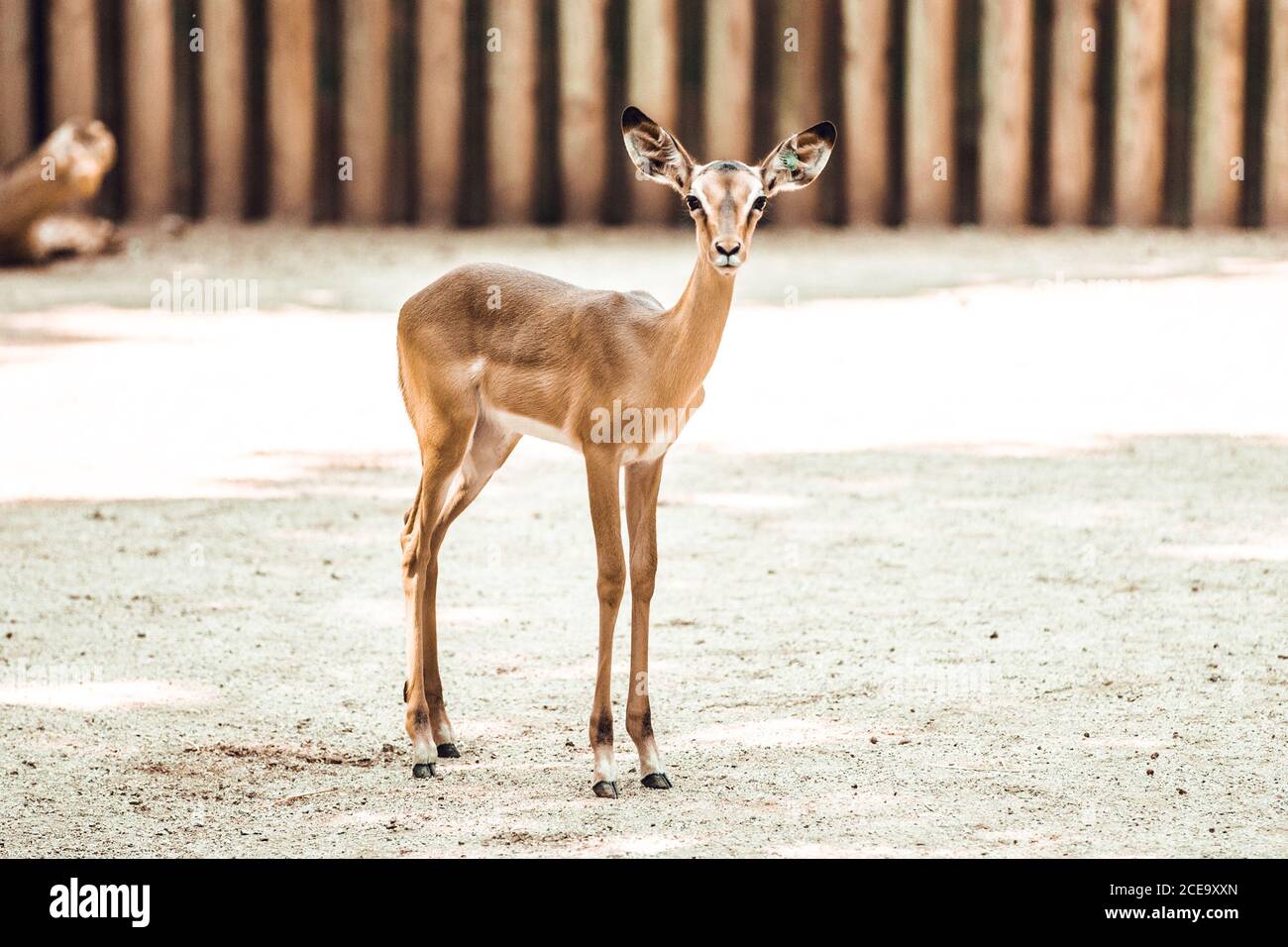 Baby impala standing hi-res stock photography and images - Alamy