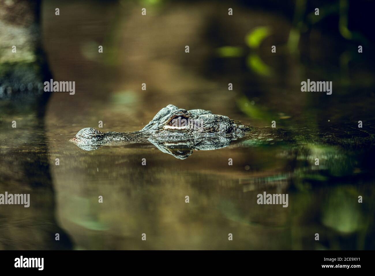 Small crocodile hiding under water near tree while swimming in zoo pond ...