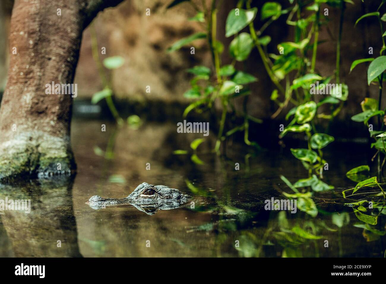 Small crocodile hiding under water near tree while swimming in zoo pond ...