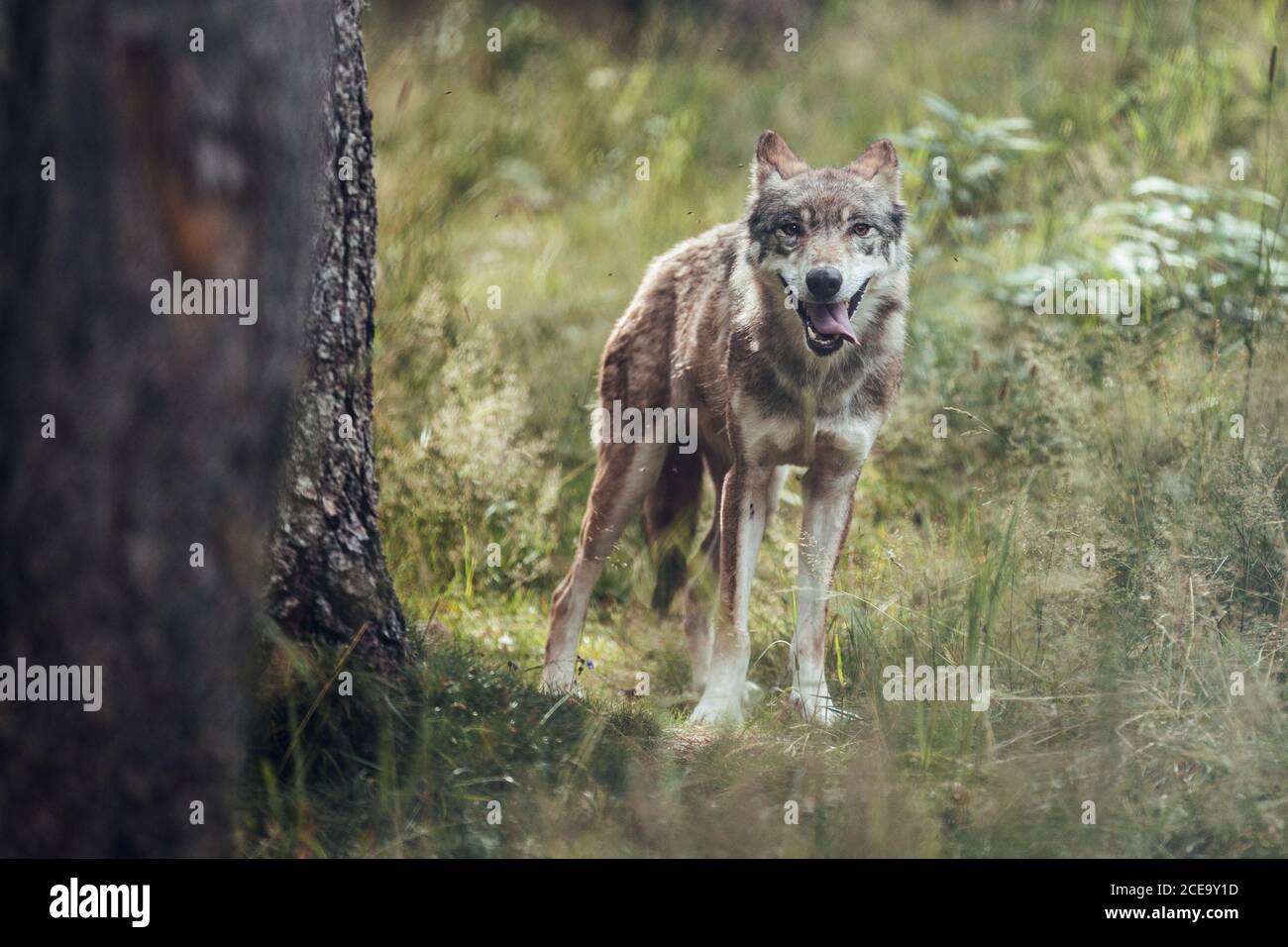 Young wolf hi-res stock photography and images - Alamy