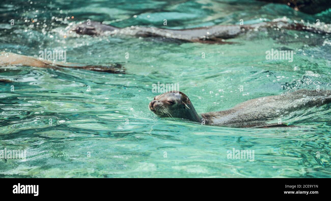 Group of cute seals swimming in clean water of zoo pond Stock Photo - Alamy