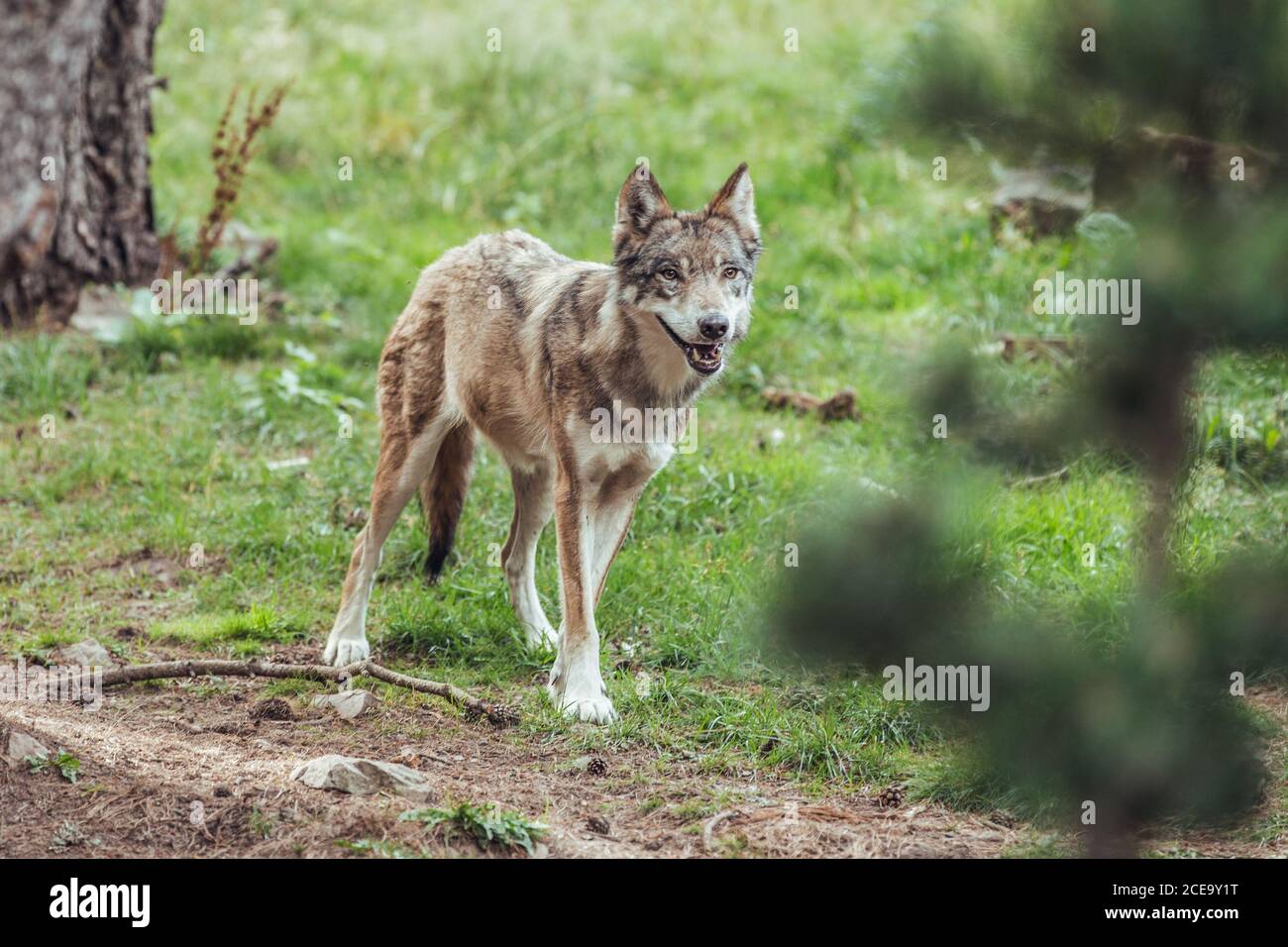 Young wolf hi-res stock photography and images - Alamy