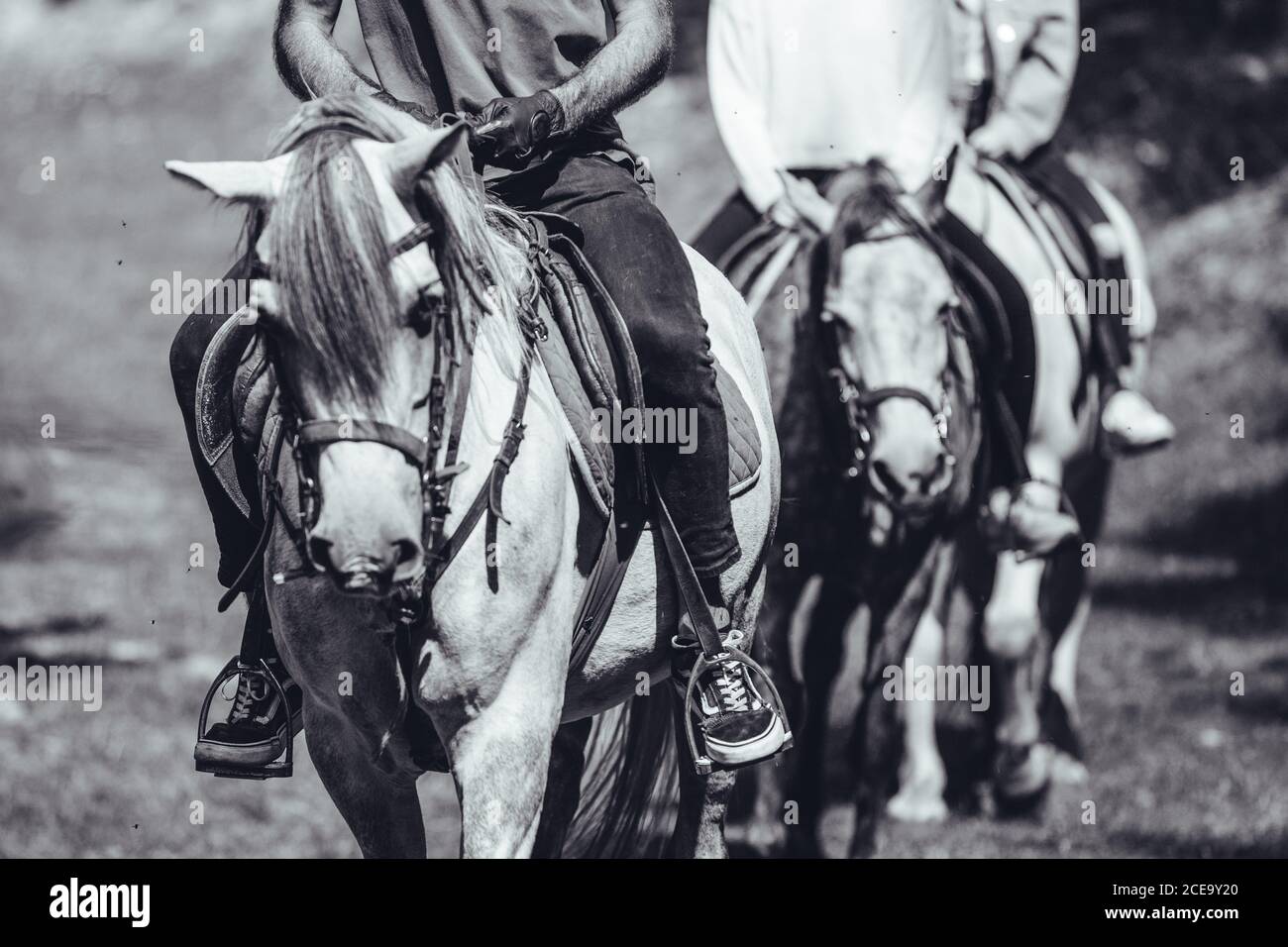 People riding horses near forest Stock Photo - Alamy
