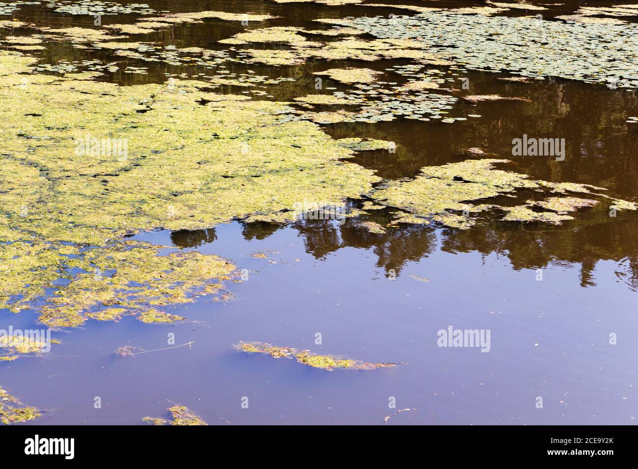 Closeup algae bloom lake hi-res stock photography and images - Alamy
