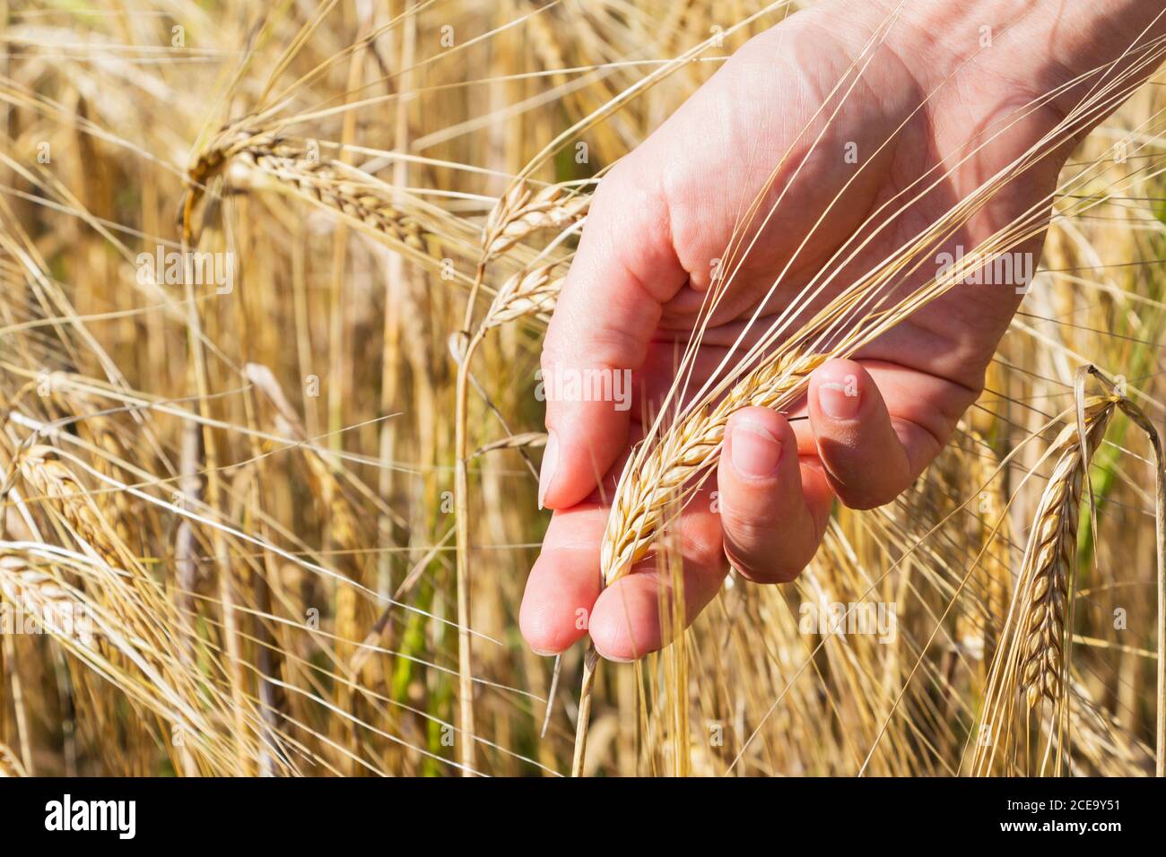 Wheat on hand. Plant, nature, rye. Crop on farm. Stem with seed for ...