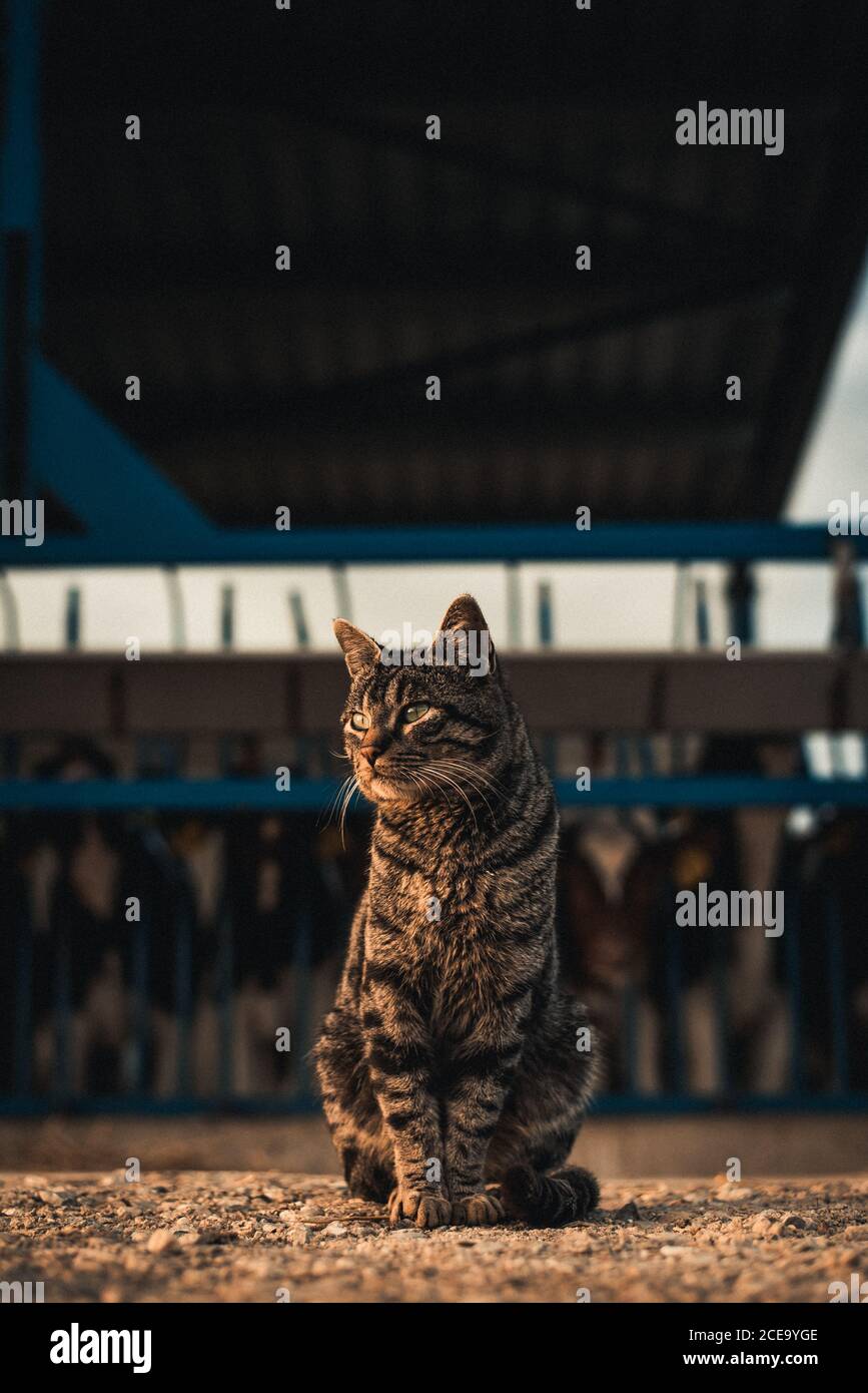 Cute cat sitting and looking away on background of calves on a farm ...