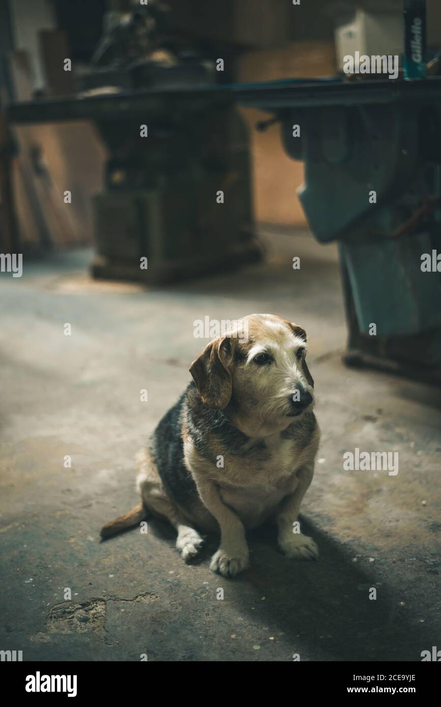Sad old dog hi-res stock photography and images - Alamy