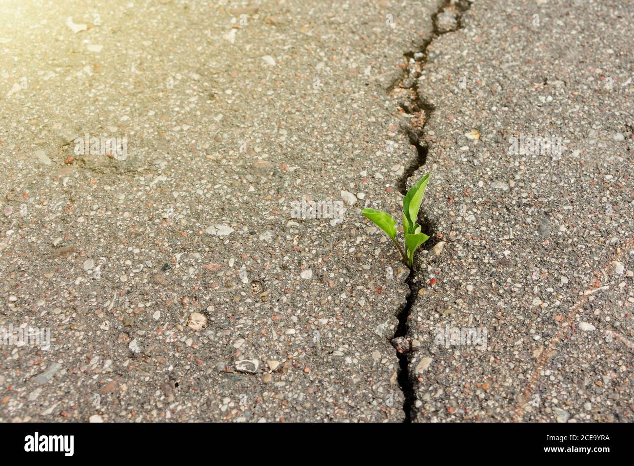 Tree growing from crack in hi-res stock photography and images - Alamy