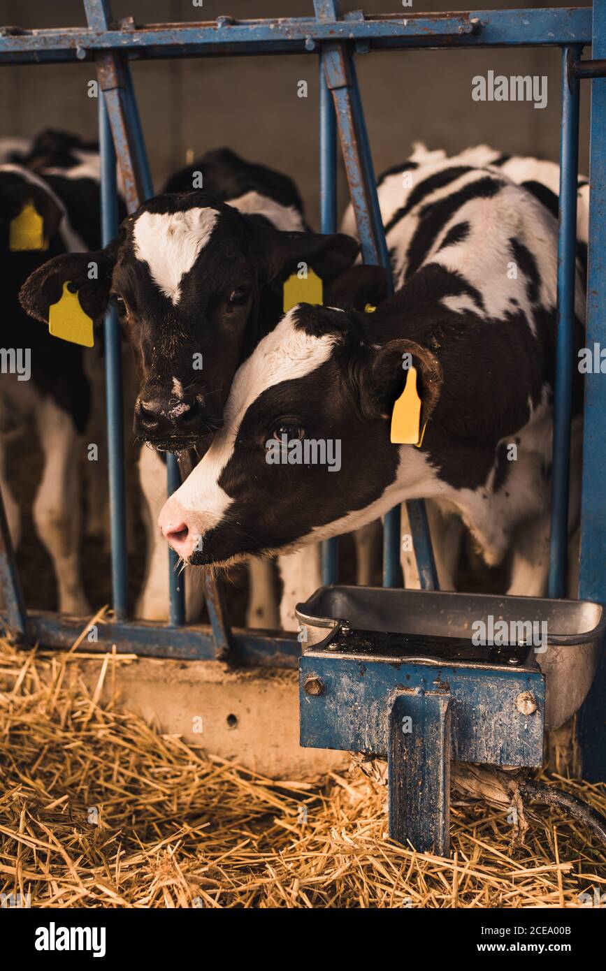 Cute small calves standing together in the corral on a farm Stock Photo ...
