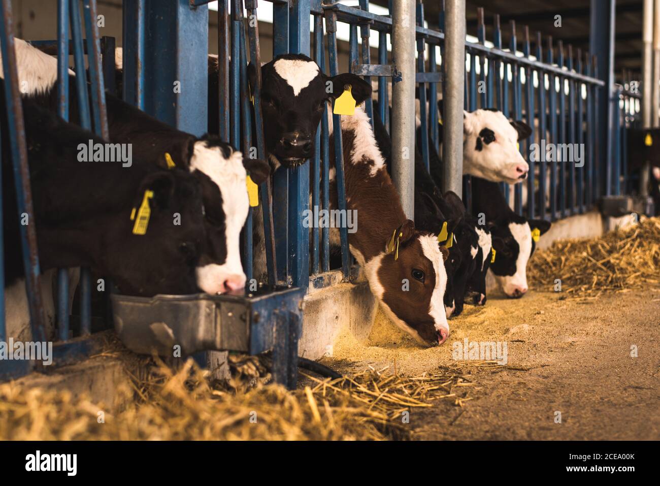 Adorable calves standing and taking hay from the floor in corral on ...
