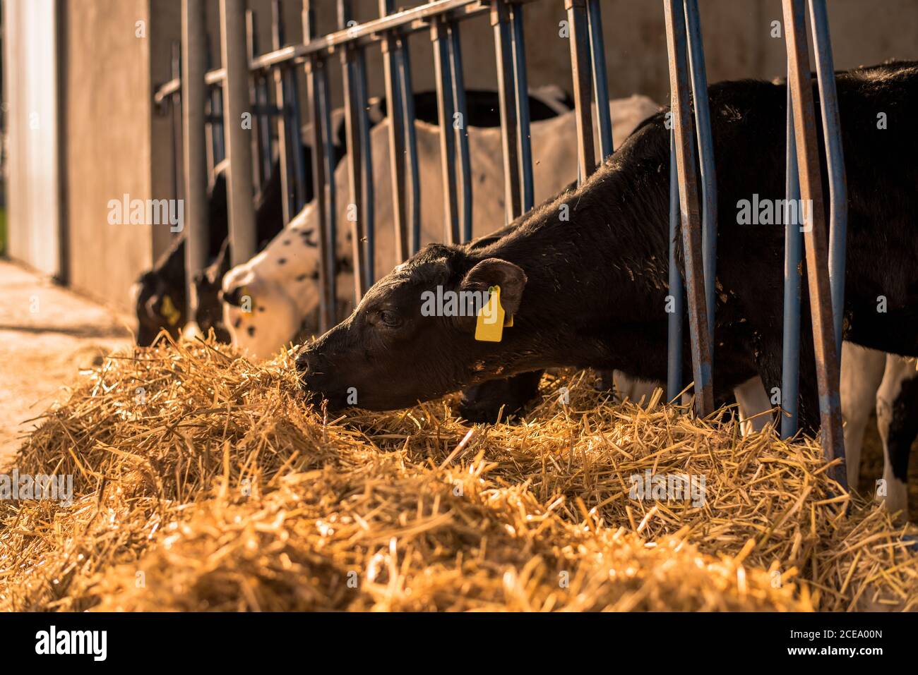 Adorable calves standing and taking hay from the floor in corral on ...