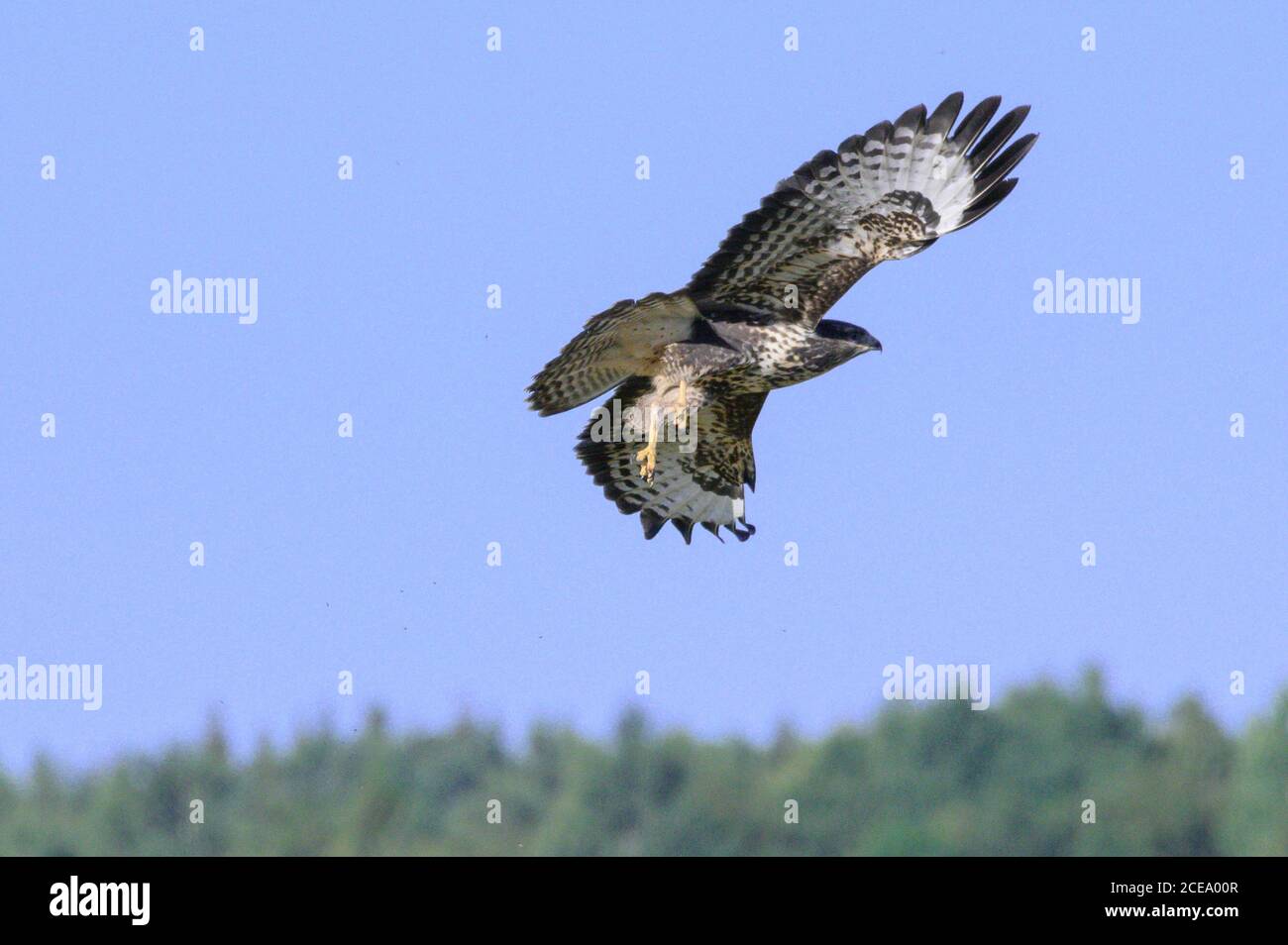 Hawk taking off hi-res stock photography and images - Alamy
