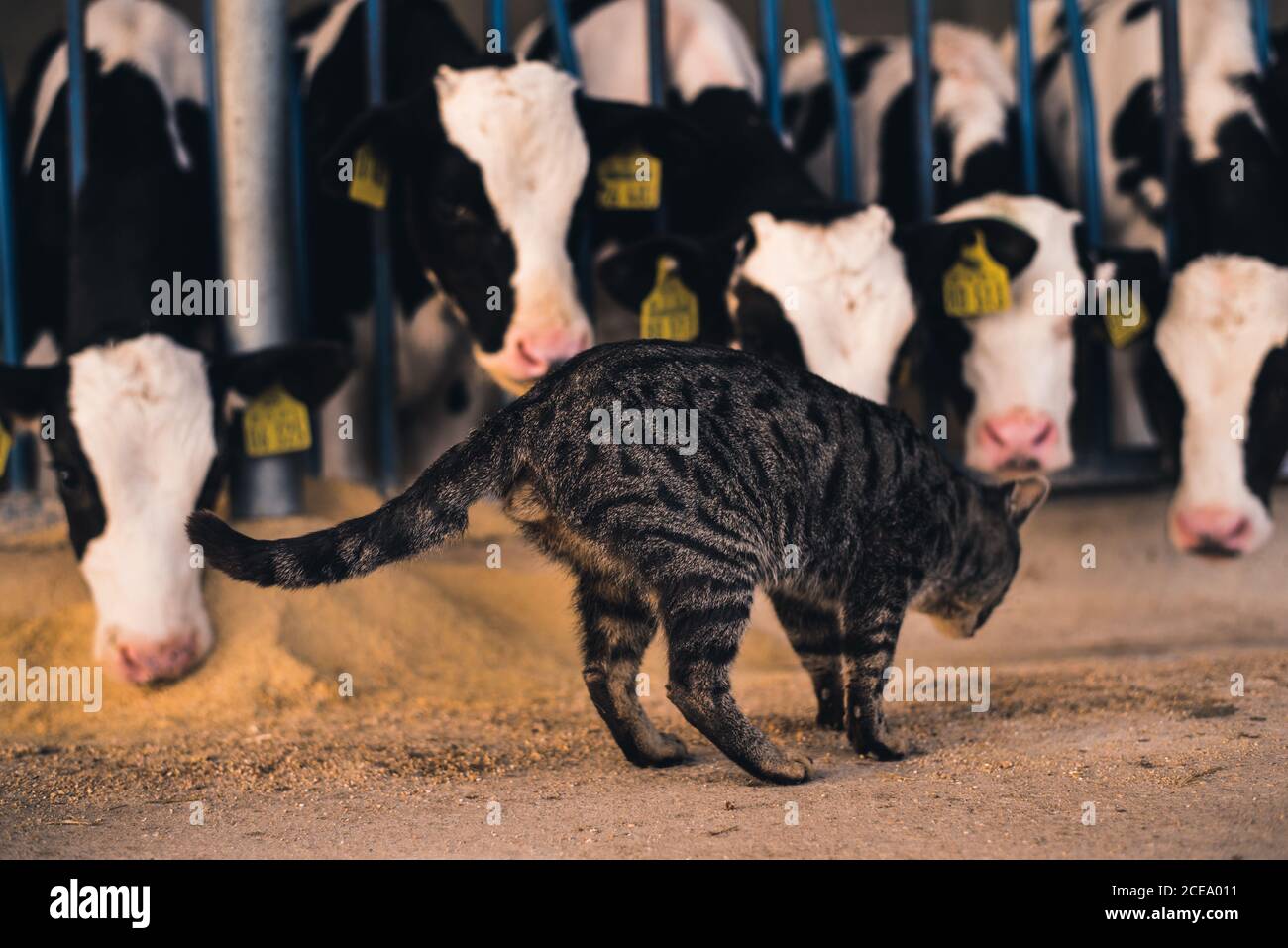 Cute cat walking at corral with small calves on a farm Stock Photo - Alamy