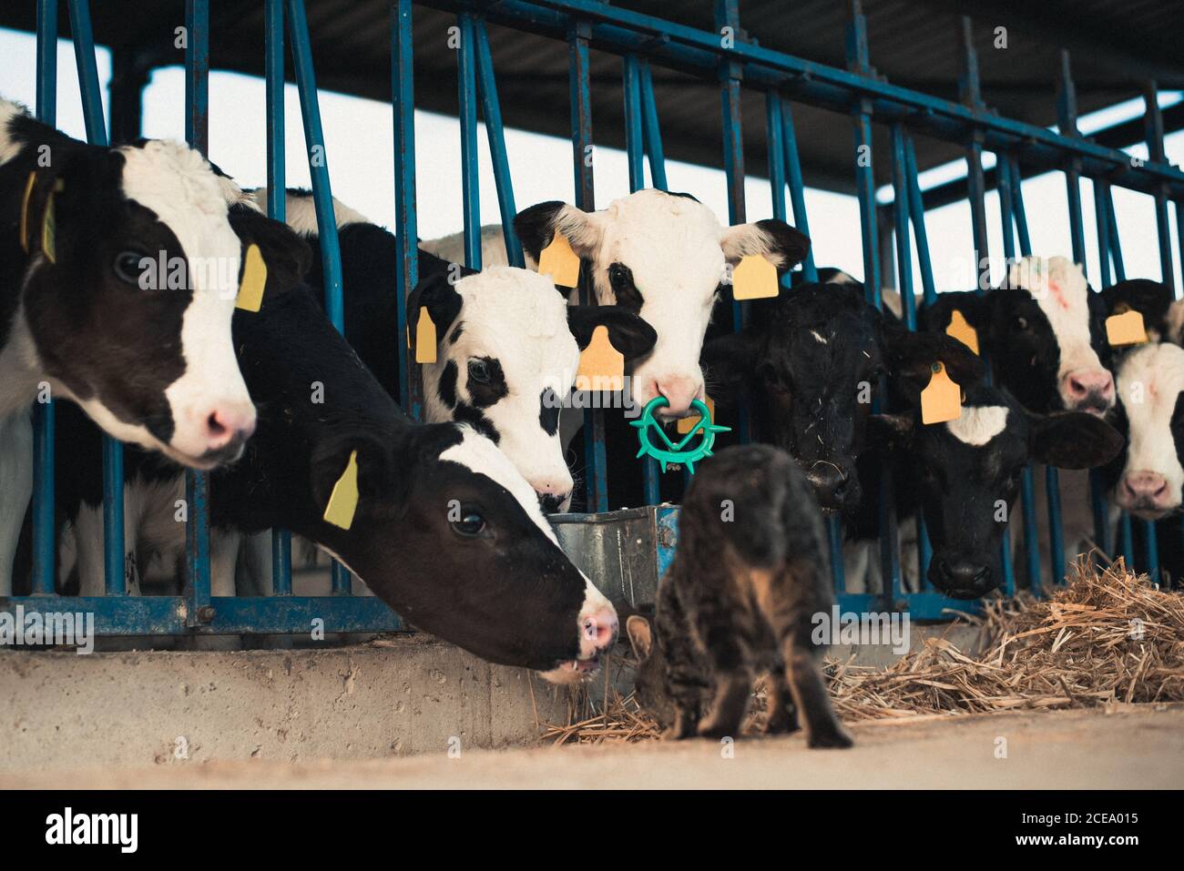 Cute cat walking at corral with small calves on a farm Stock Photo - Alamy