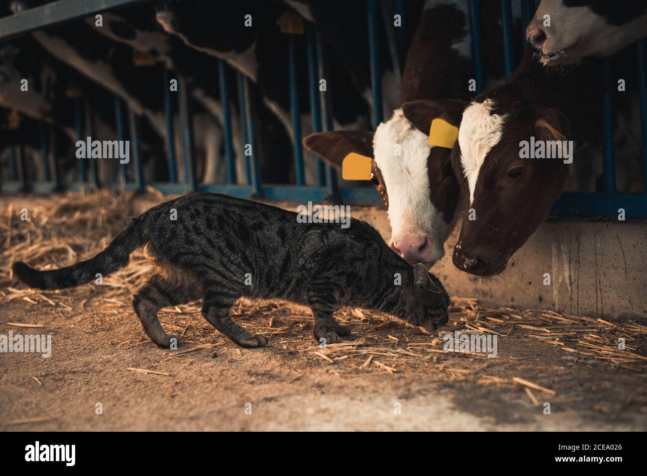 Cute cat walking at corral with small calves on a farm Stock Photo - Alamy