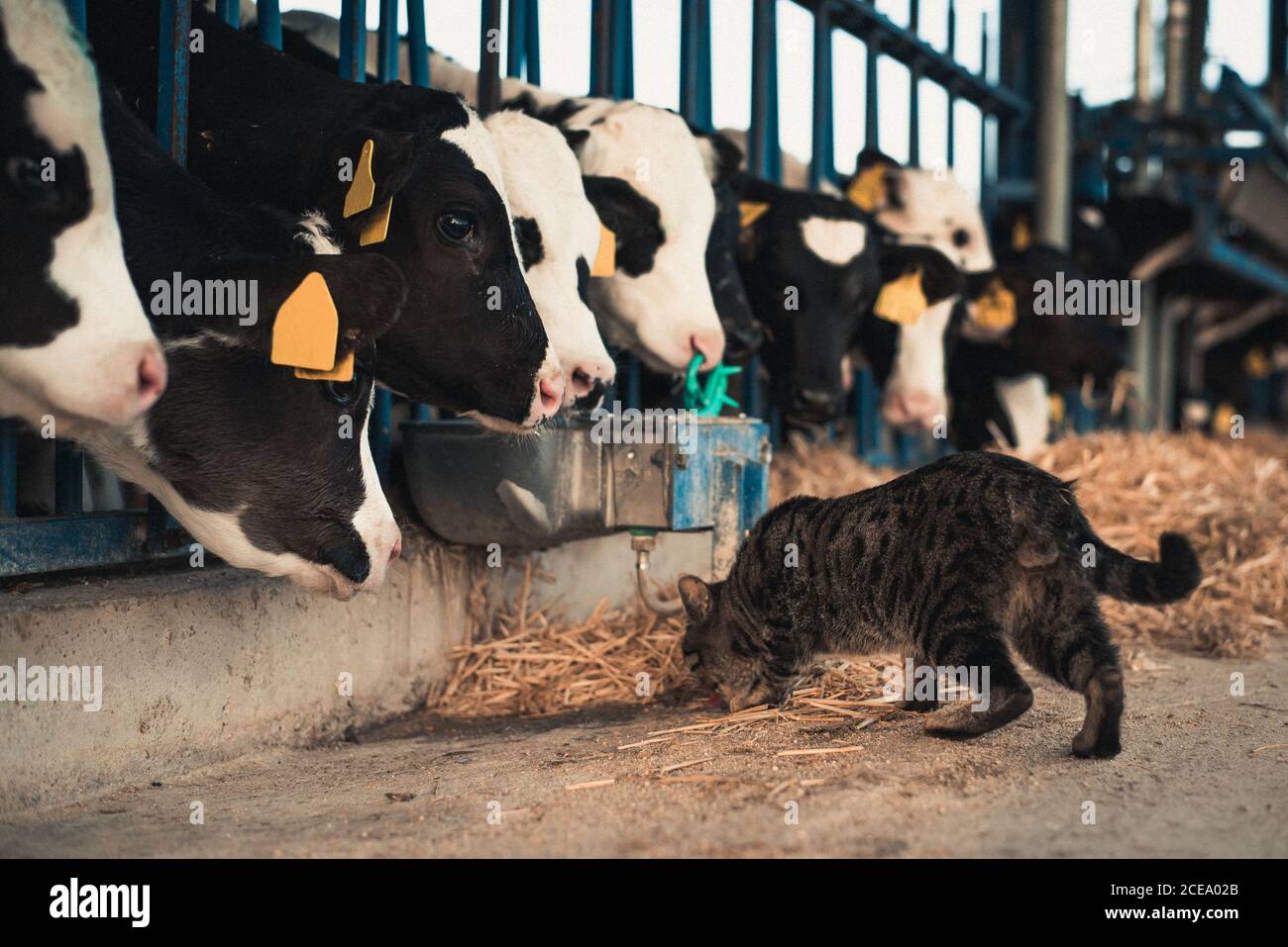 Cute cat walking at corral with small calves on a farm Stock Photo - Alamy