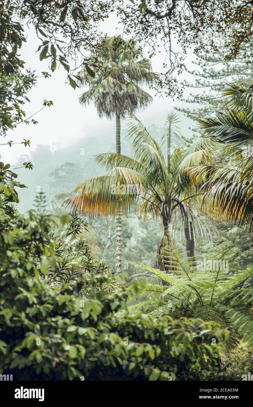 Lush vegetation of tropical forest with palms and bushes, Portugal ...