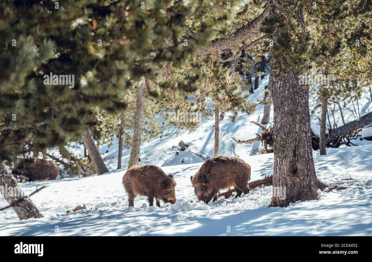 Animal park les angles hi-res stock photography and images - Alamy