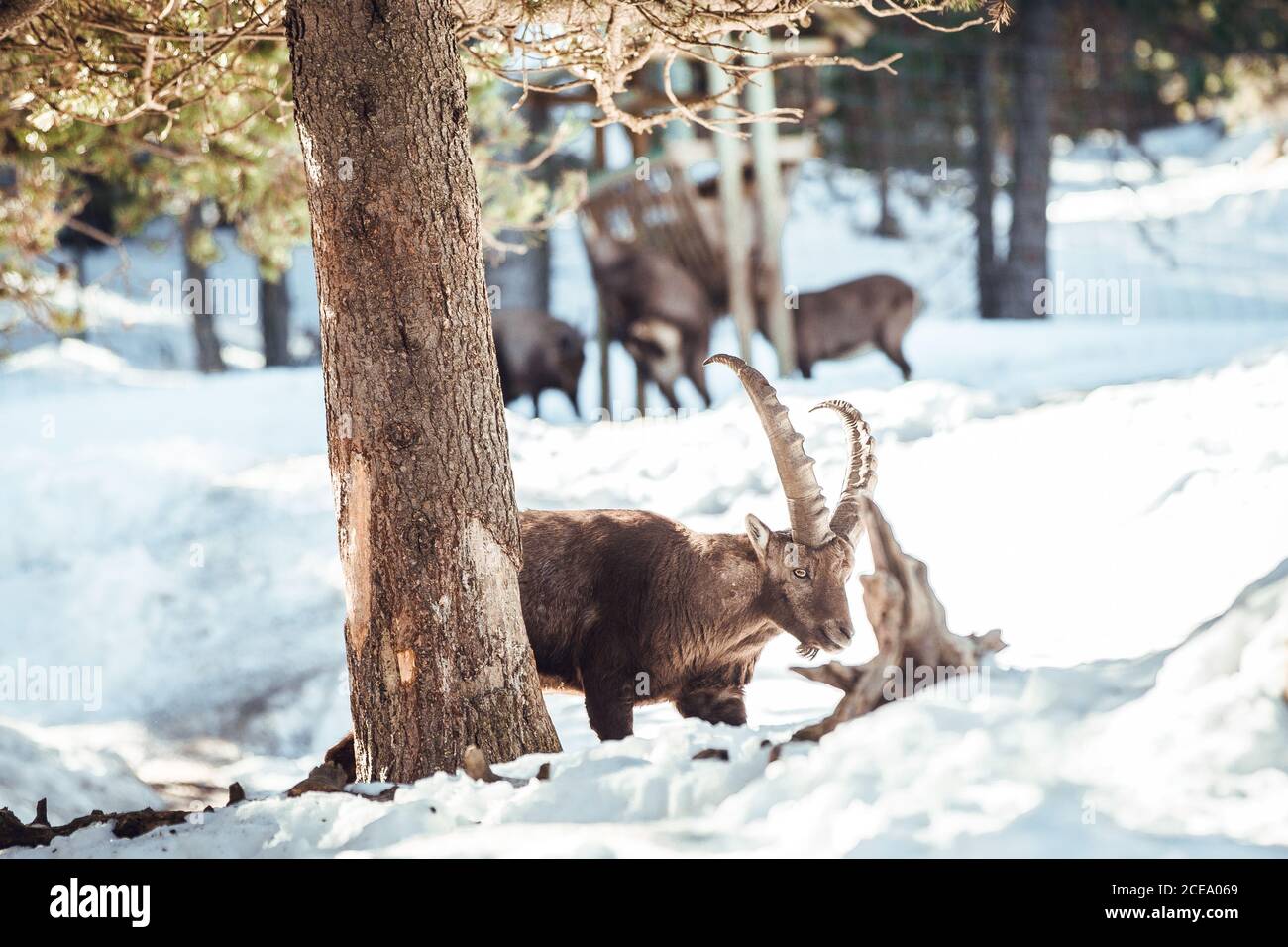 Wild goats pasturing winter forest sunny day les angles hi-res stock ...