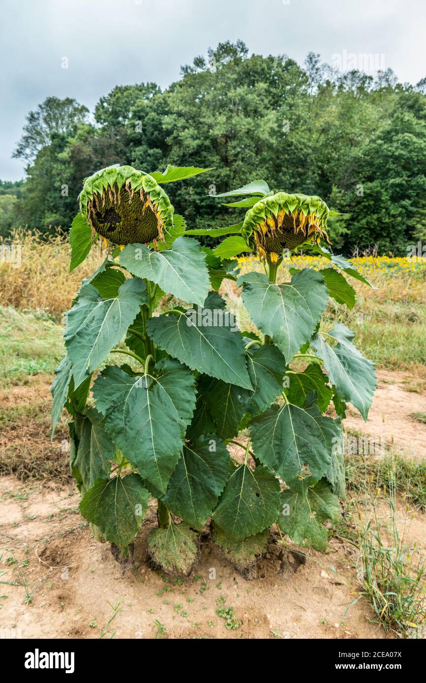 Only two fully grown sunflower plants left standing in the first field ...