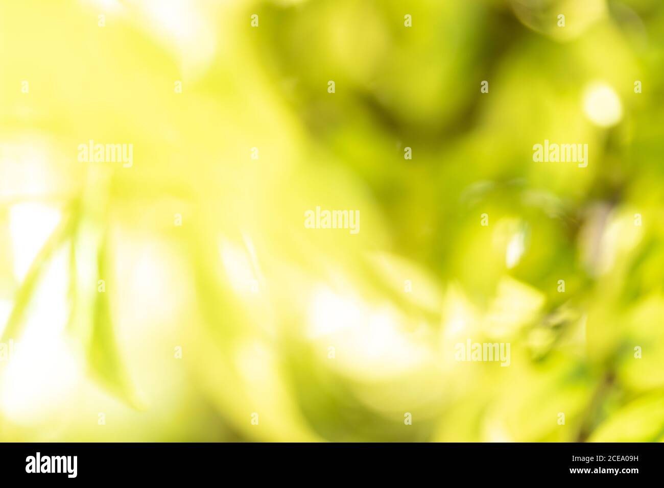 Beautiful green leaf on blurred greenery background in garden. Soft ...