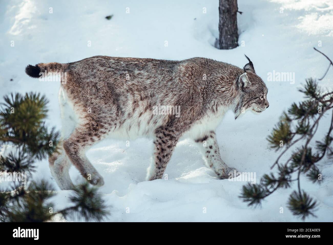 Wild dangerous lynx running on rock hill in sunny day in Les Angles ...