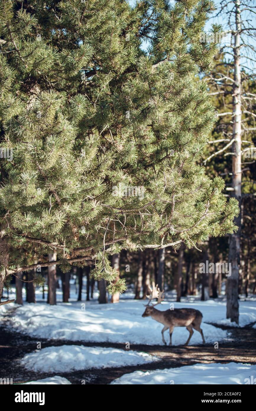 Animal park les angles hi-res stock photography and images - Alamy