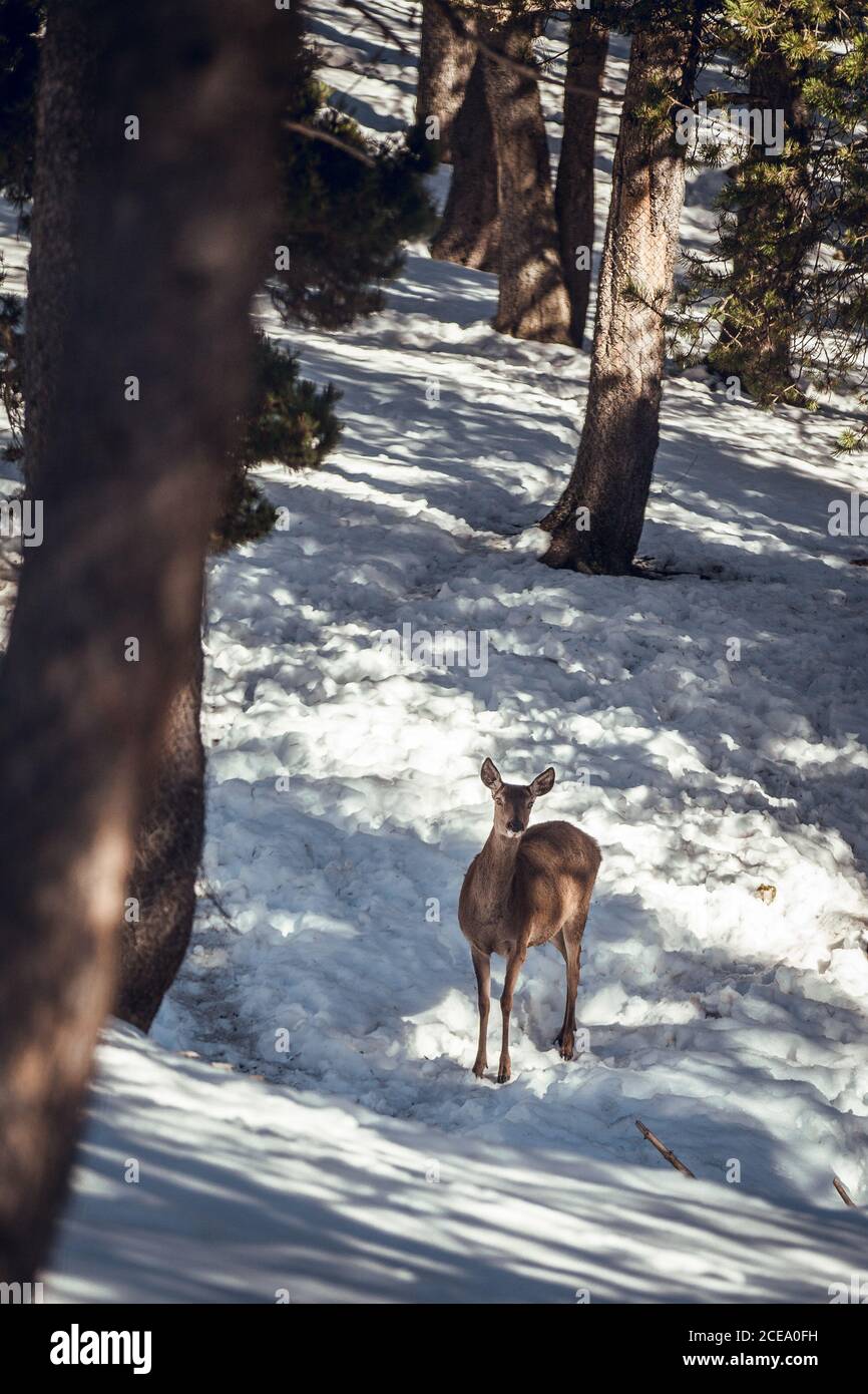 Animal park les angles hi-res stock photography and images - Alamy