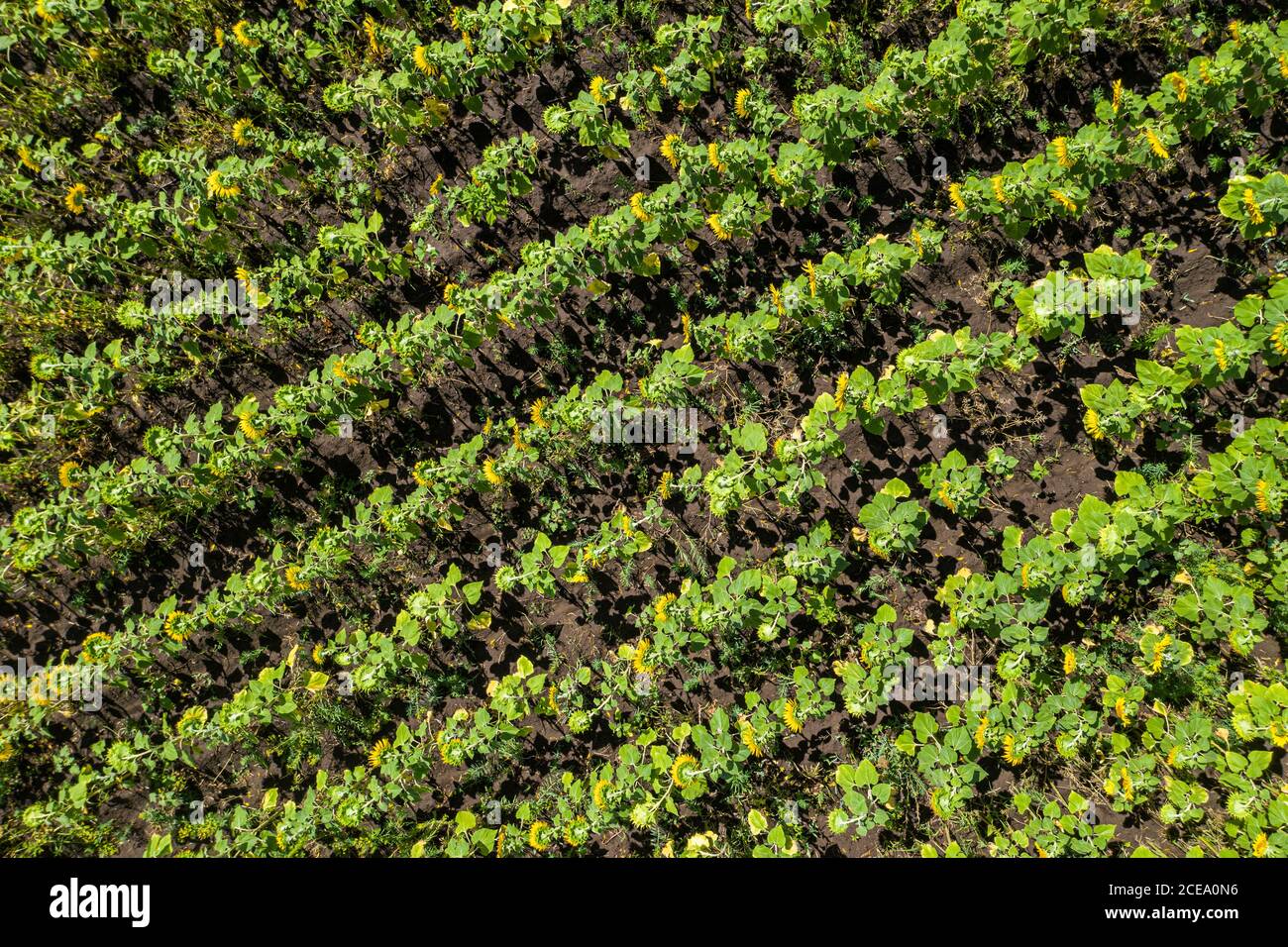 Aerial sunflower farm bright yellow hi-res stock photography and images ...