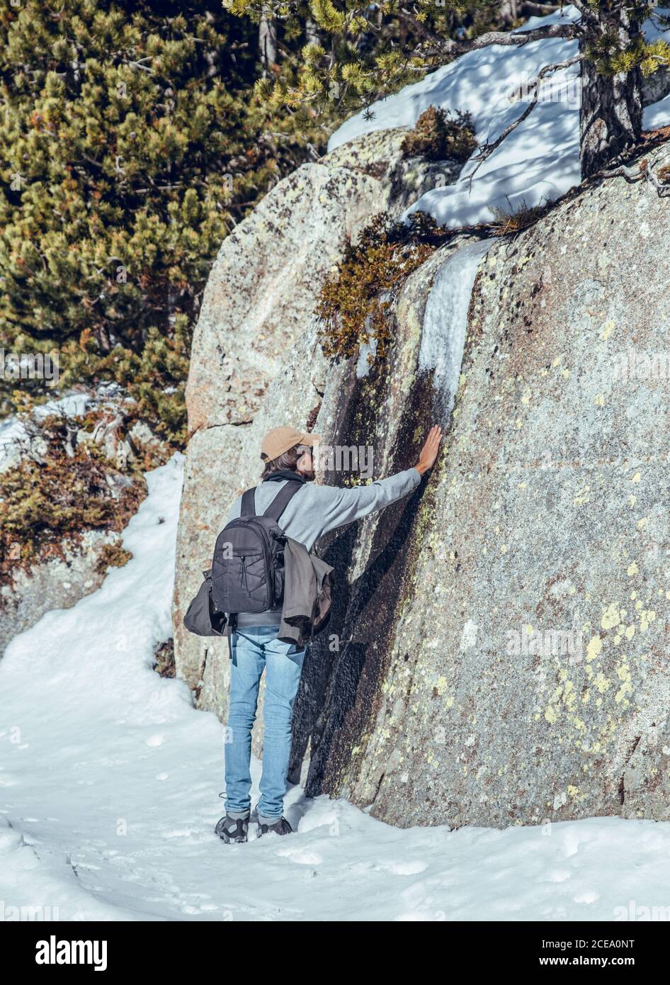 Back view of male touching rock near coniferous trees between snow in ...