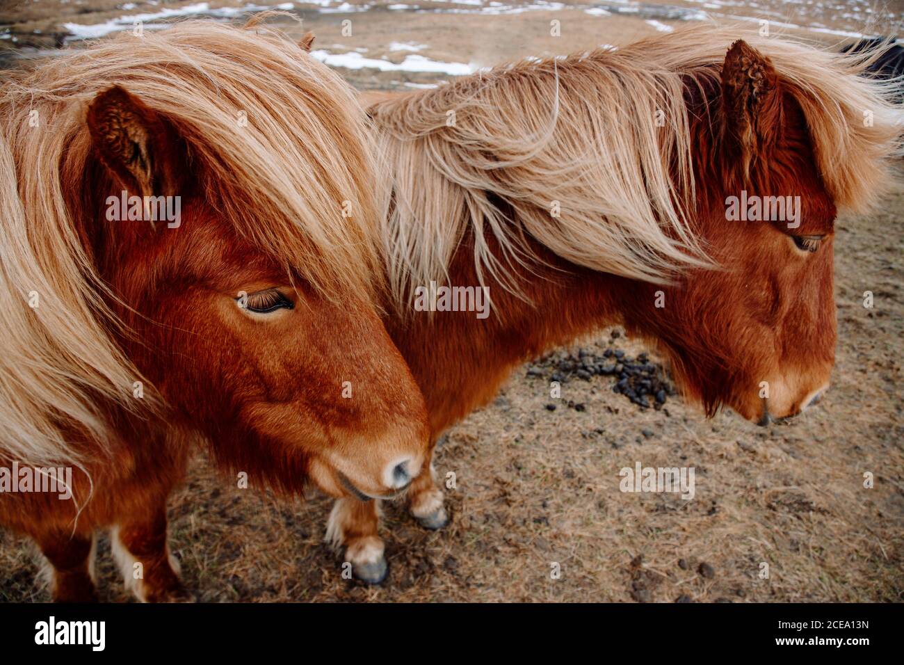 Two ponies standing hi-res stock photography and images - Alamy