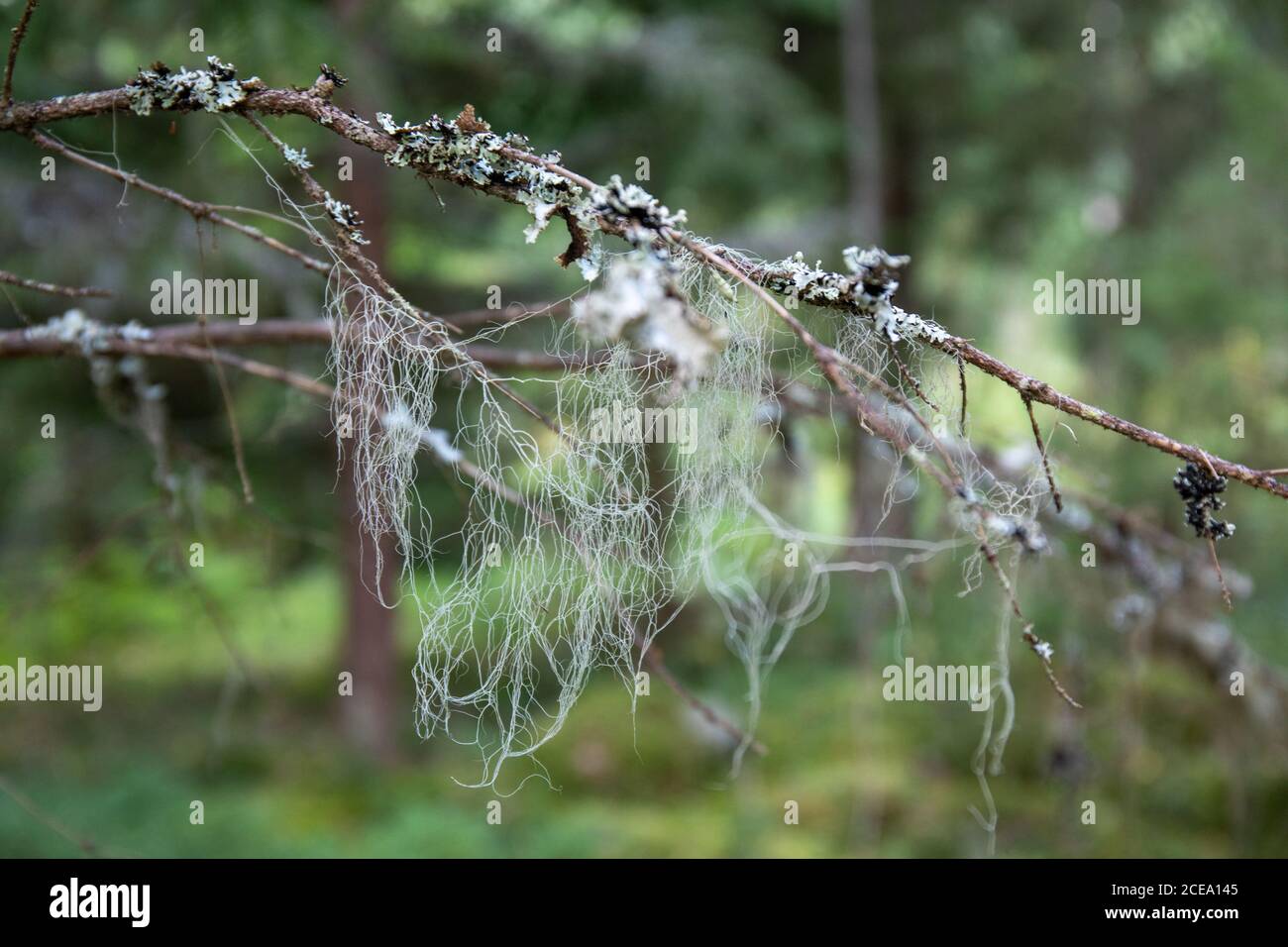 Usnea lichen hi-res stock photography and images - Alamy