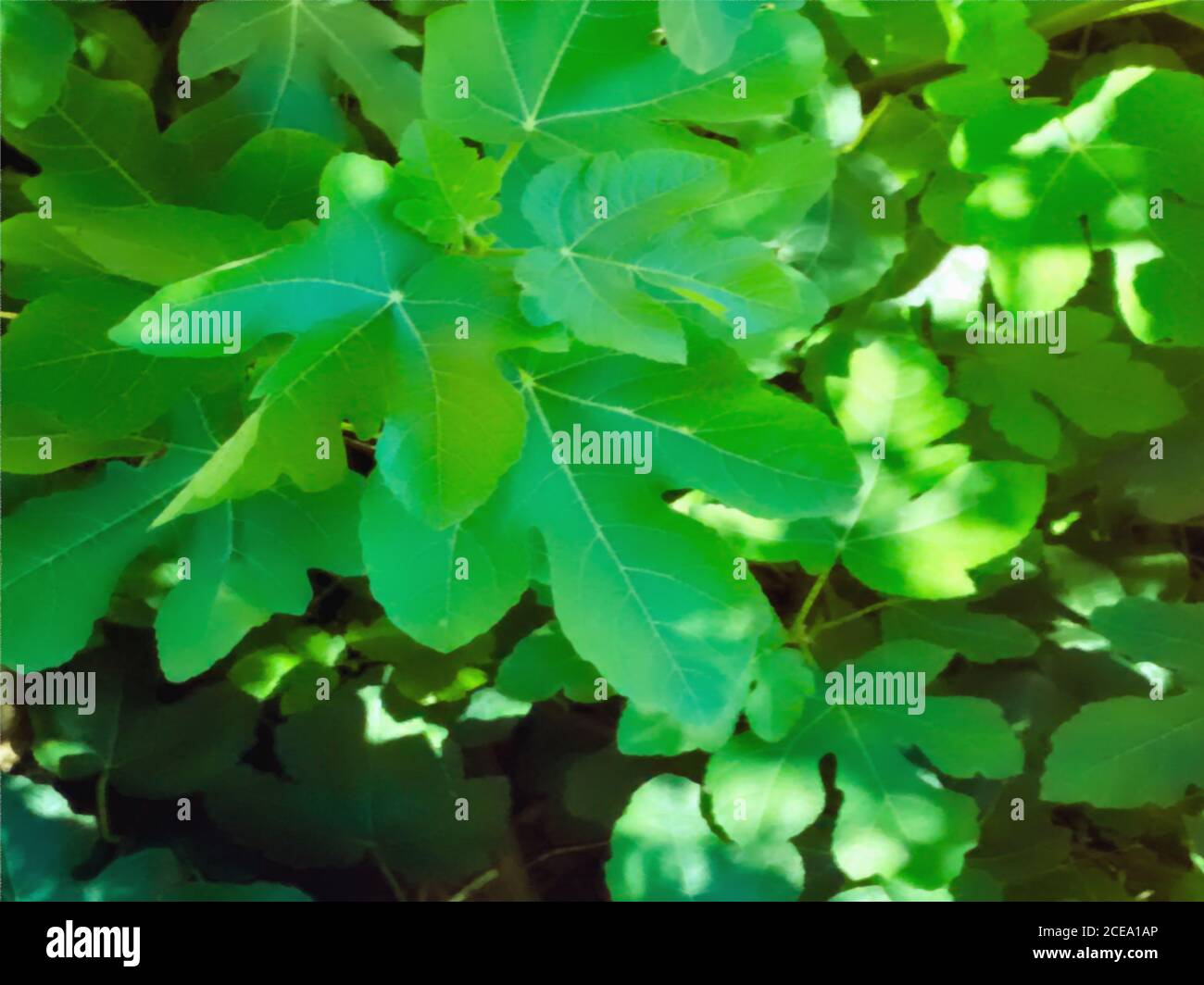 Texture of the green leaves of fig tree with contrasting shadows Stock ...