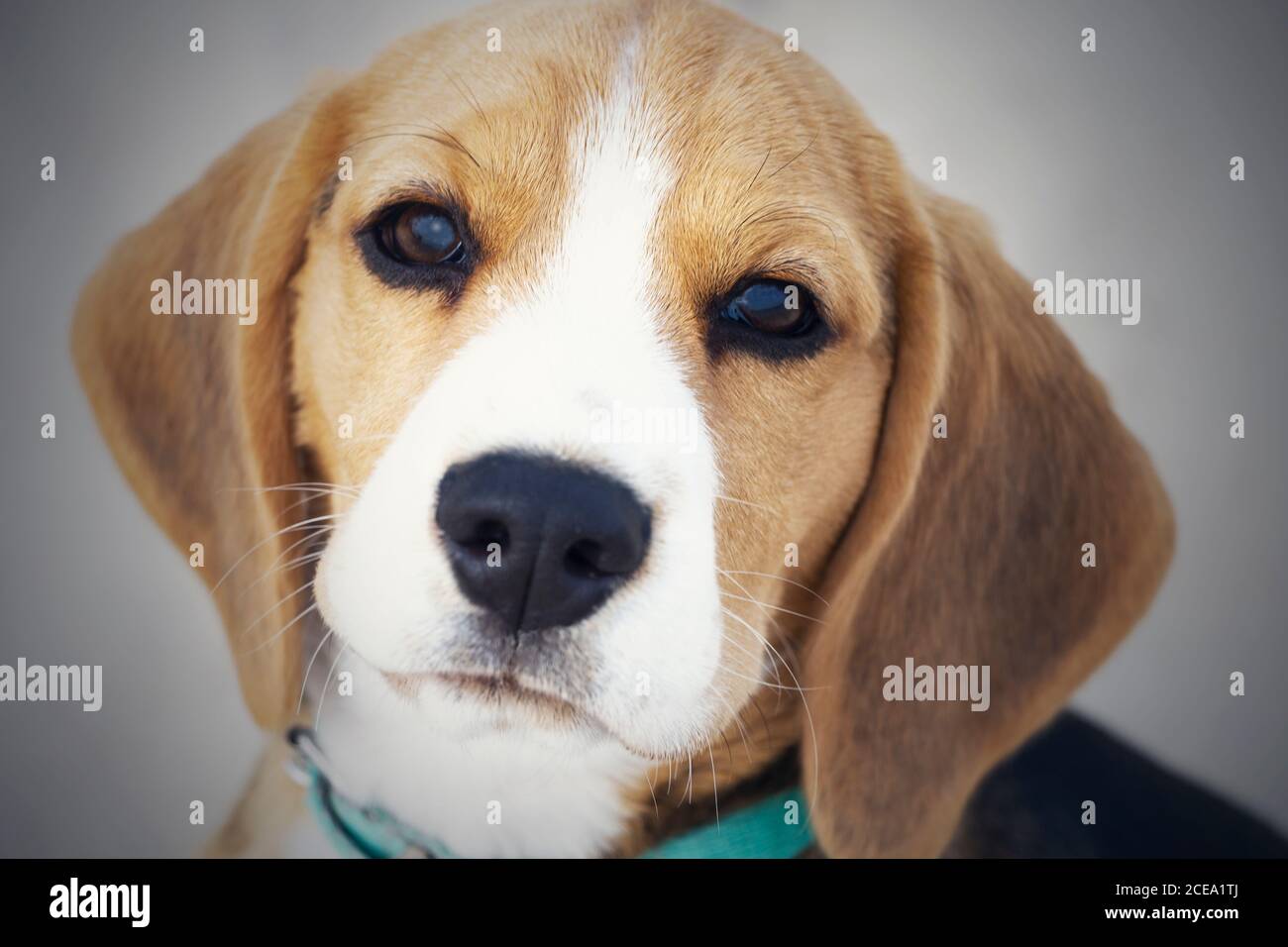 little cute tricolor Beagle puppy, sad look Stock Photo - Alamy