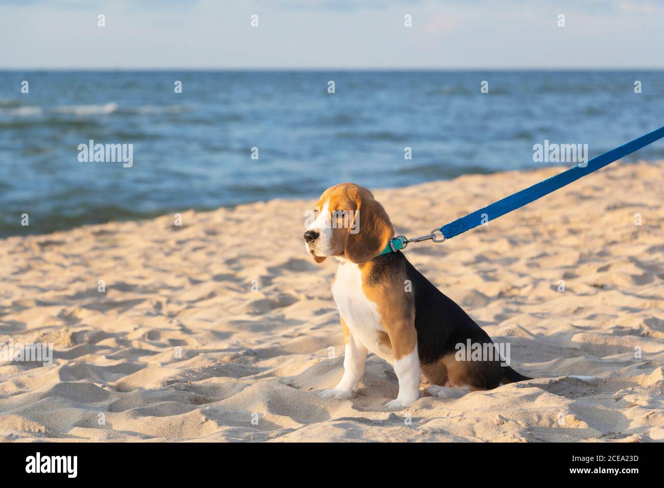 Sad beagle dog standing hi-res stock photography and images - Alamy