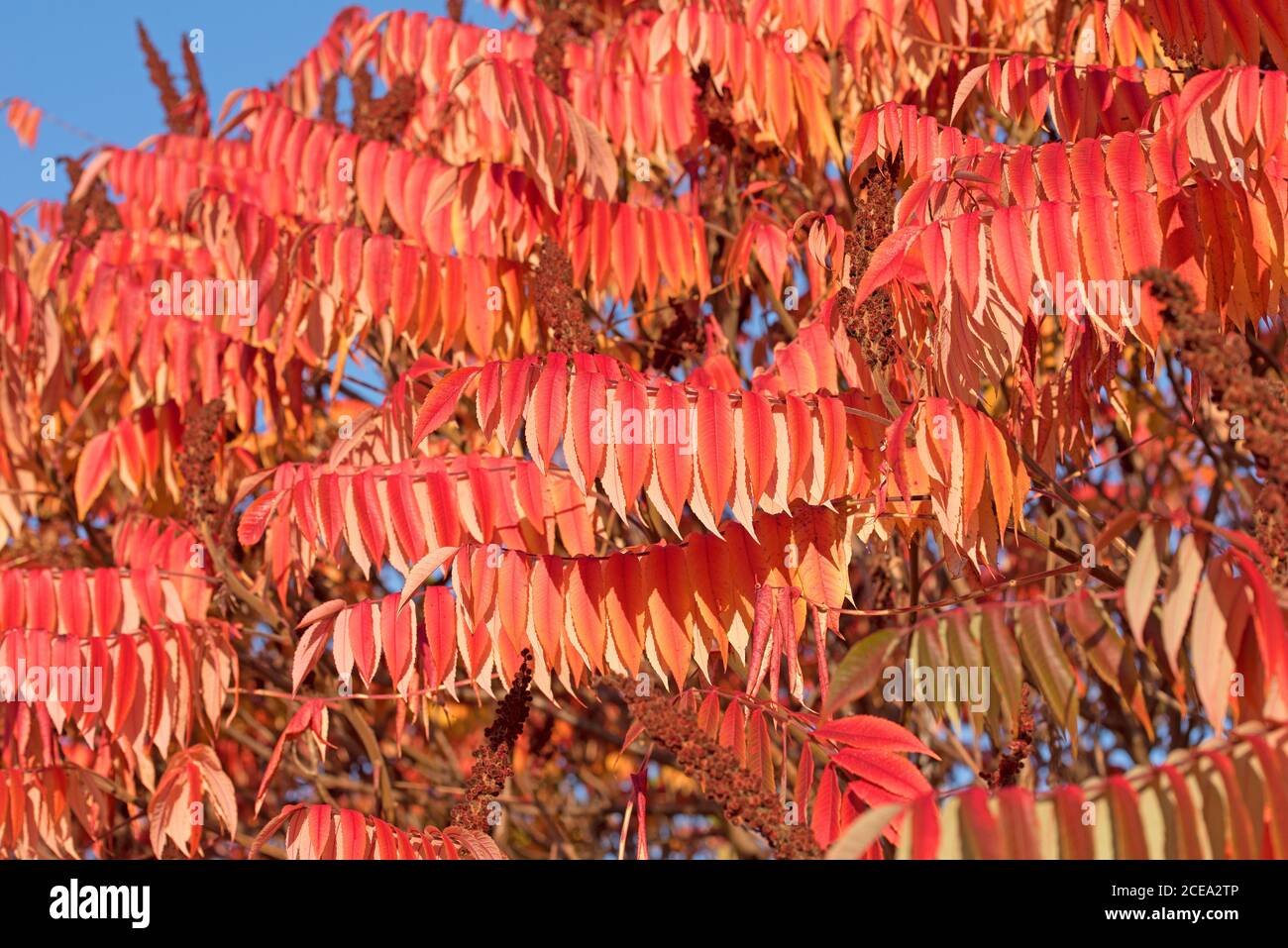 Vinegar trees hi-res stock photography and images - Alamy