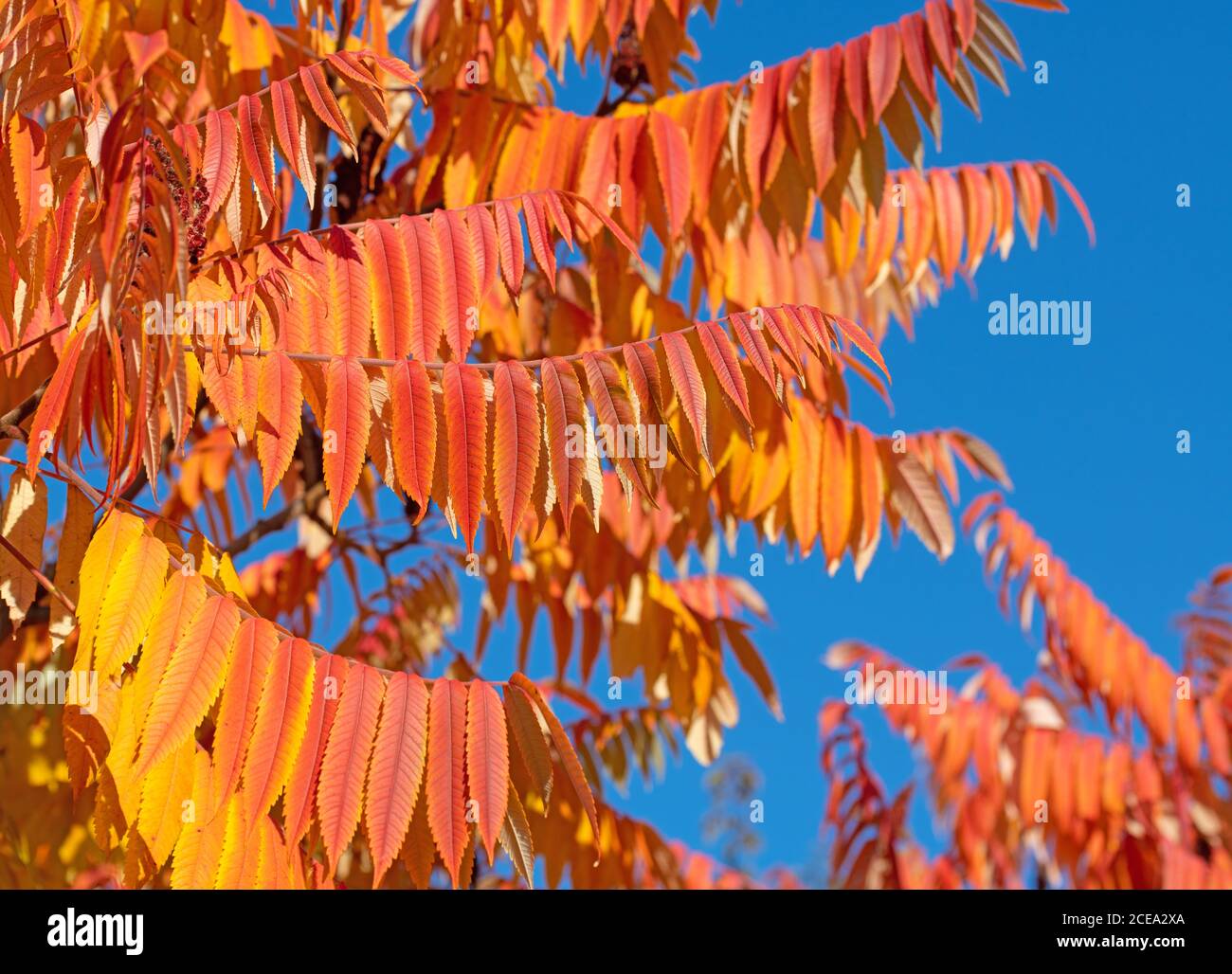 Colorful leaves of vinegar tree, rhus typhina, in autumn Stock Photo ...