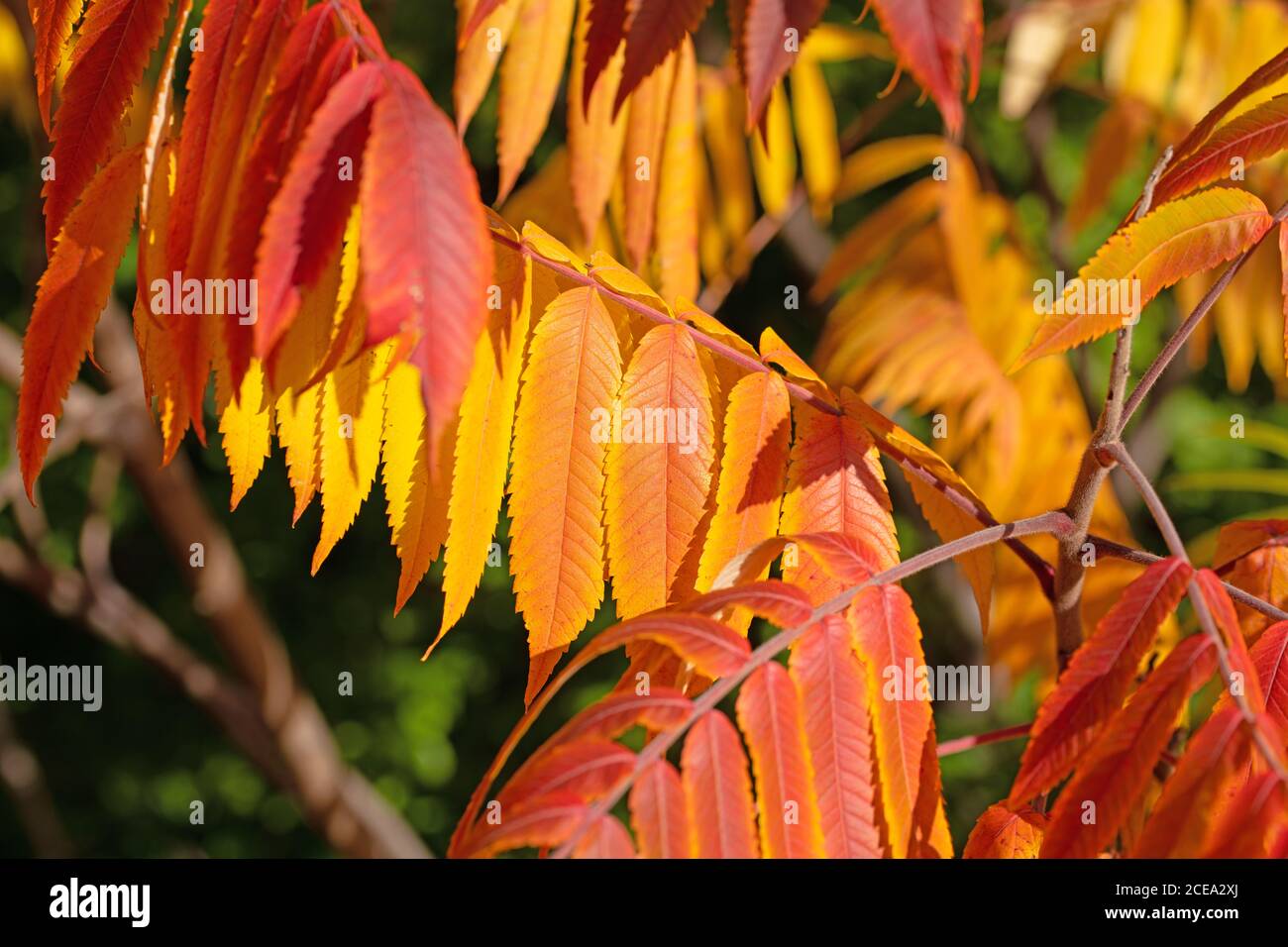 Vinegar trees hi-res stock photography and images - Alamy