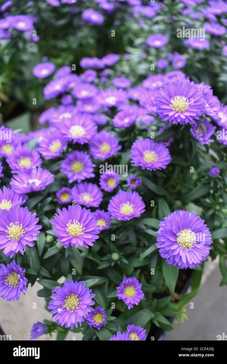 Purple flower blooms hi-res stock photography and images - Alamy