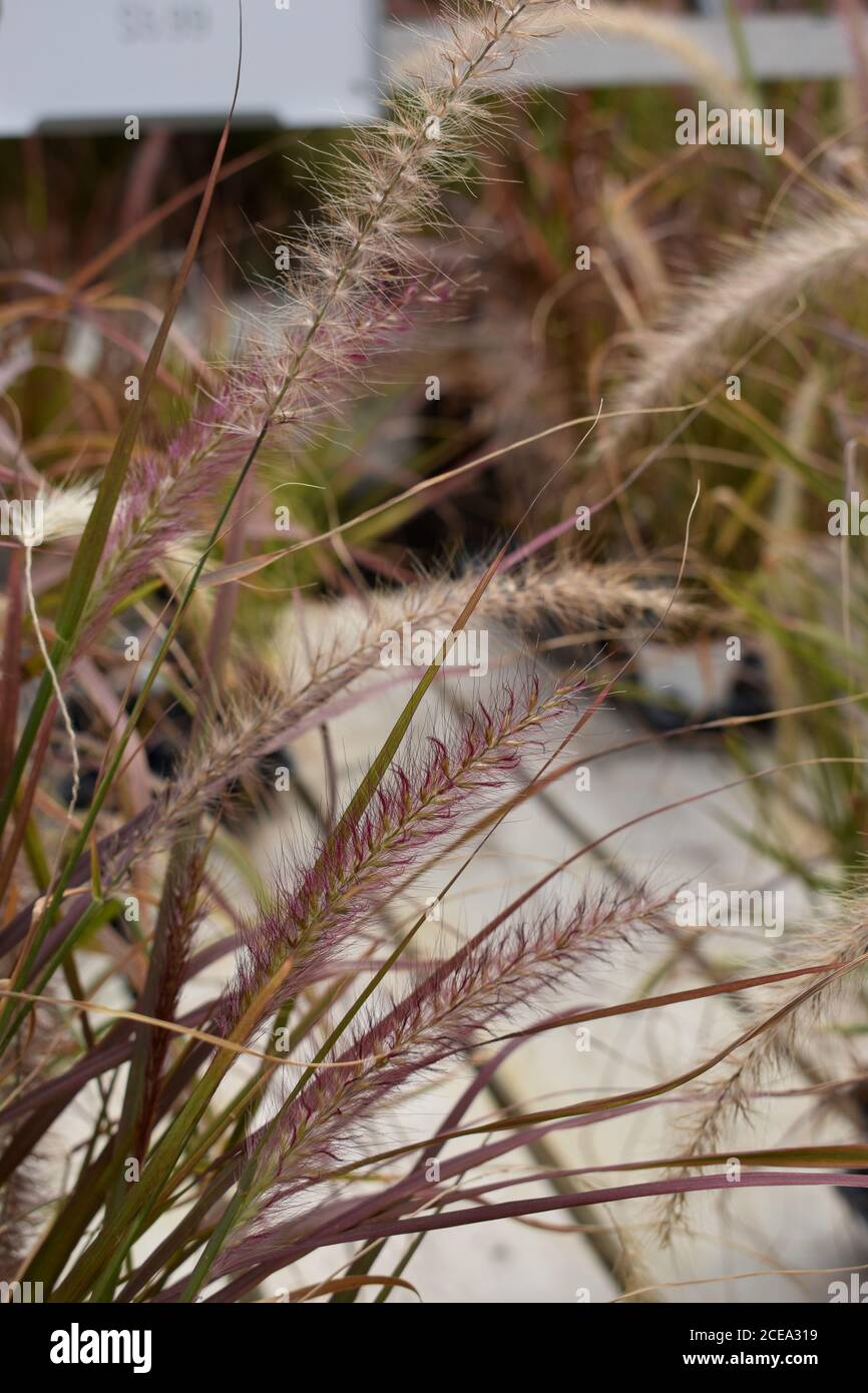 Rose fountain grass hi-res stock photography and images - Alamy