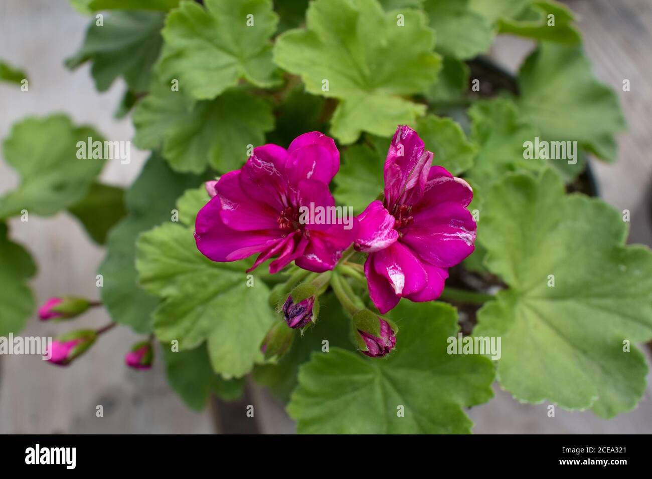 Magenta Geranium bloom Stock Photo - Alamy