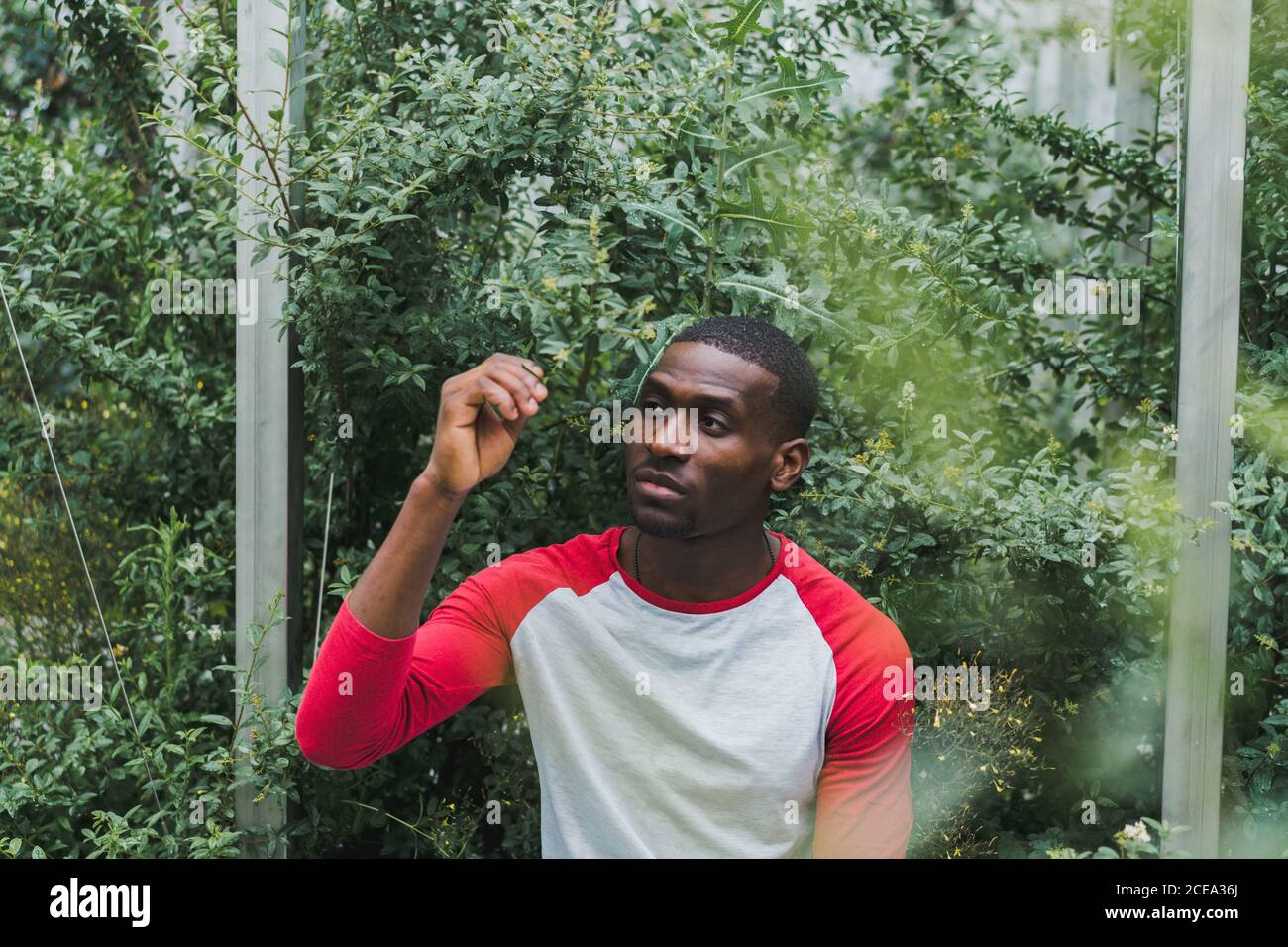 Male standing in bushes hi-res stock photography and images - Alamy