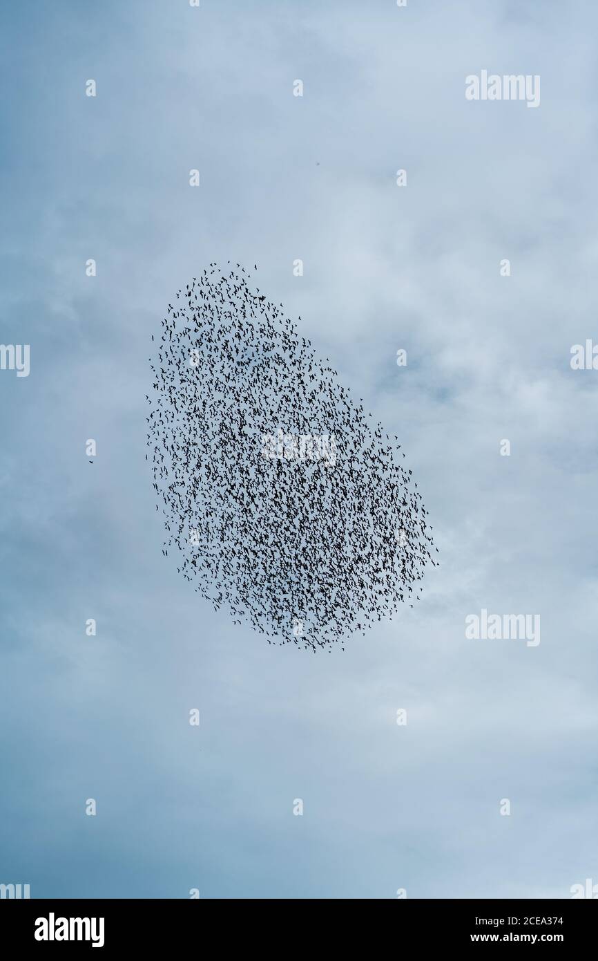 Birds flock huge hi-res stock photography and images - Alamy