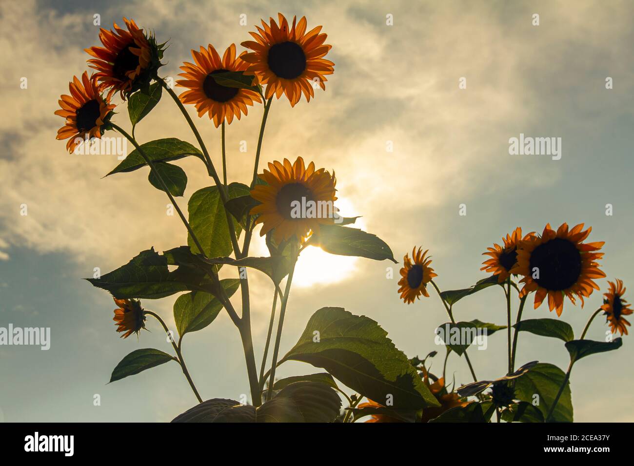 Backlit wide angle image of fully grown sunflower (Helianthus) plants ...