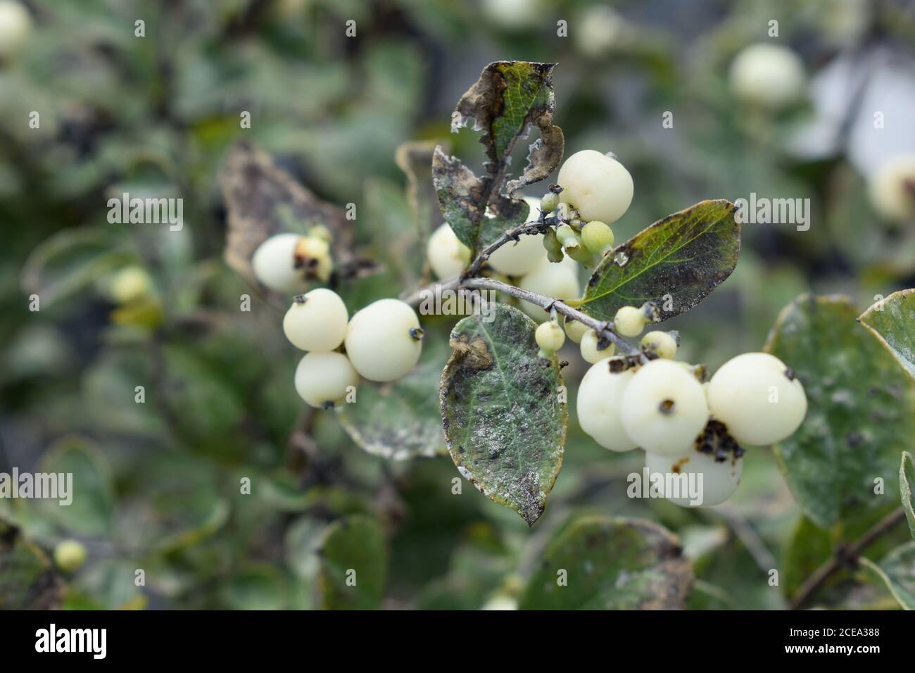 Western snowberry hi-res stock photography and images - Alamy