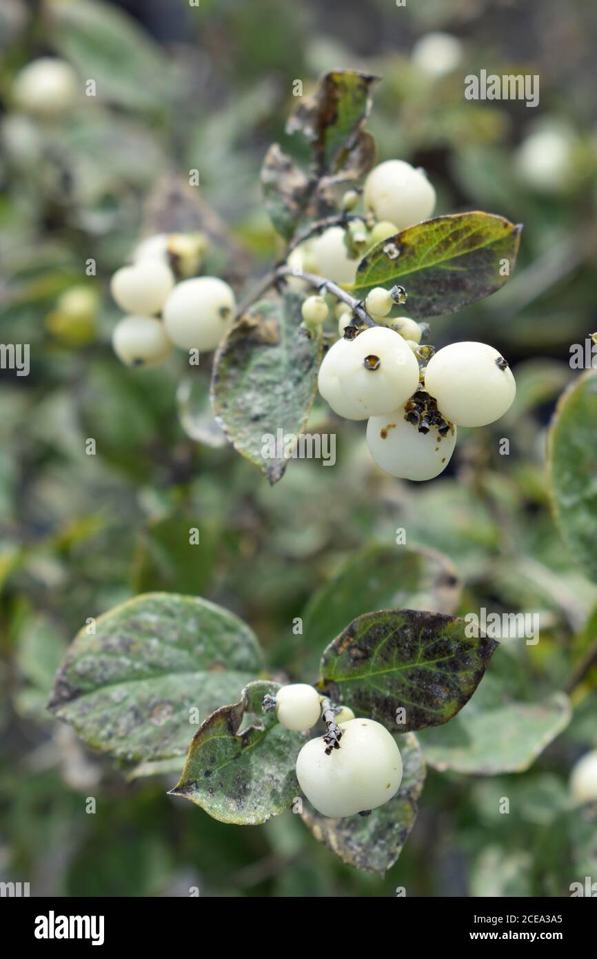 Western snowberry berries on bush Stock Photo - Alamy