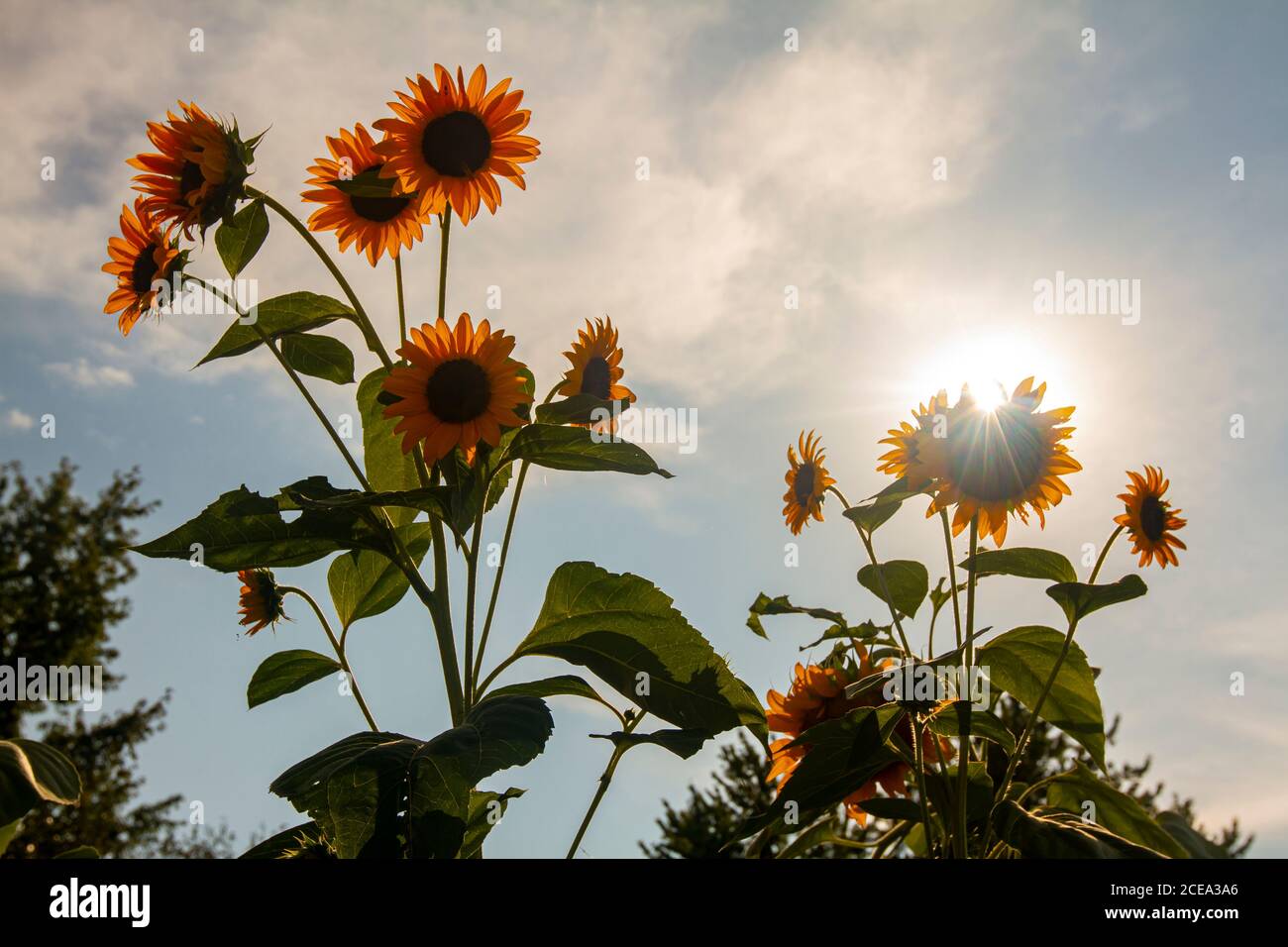 Flower facing sky hi-res stock photography and images - Alamy