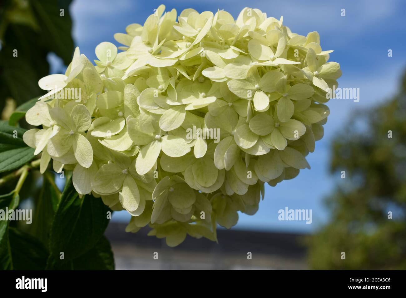 White hydrangea hedge hi-res stock photography and images - Alamy